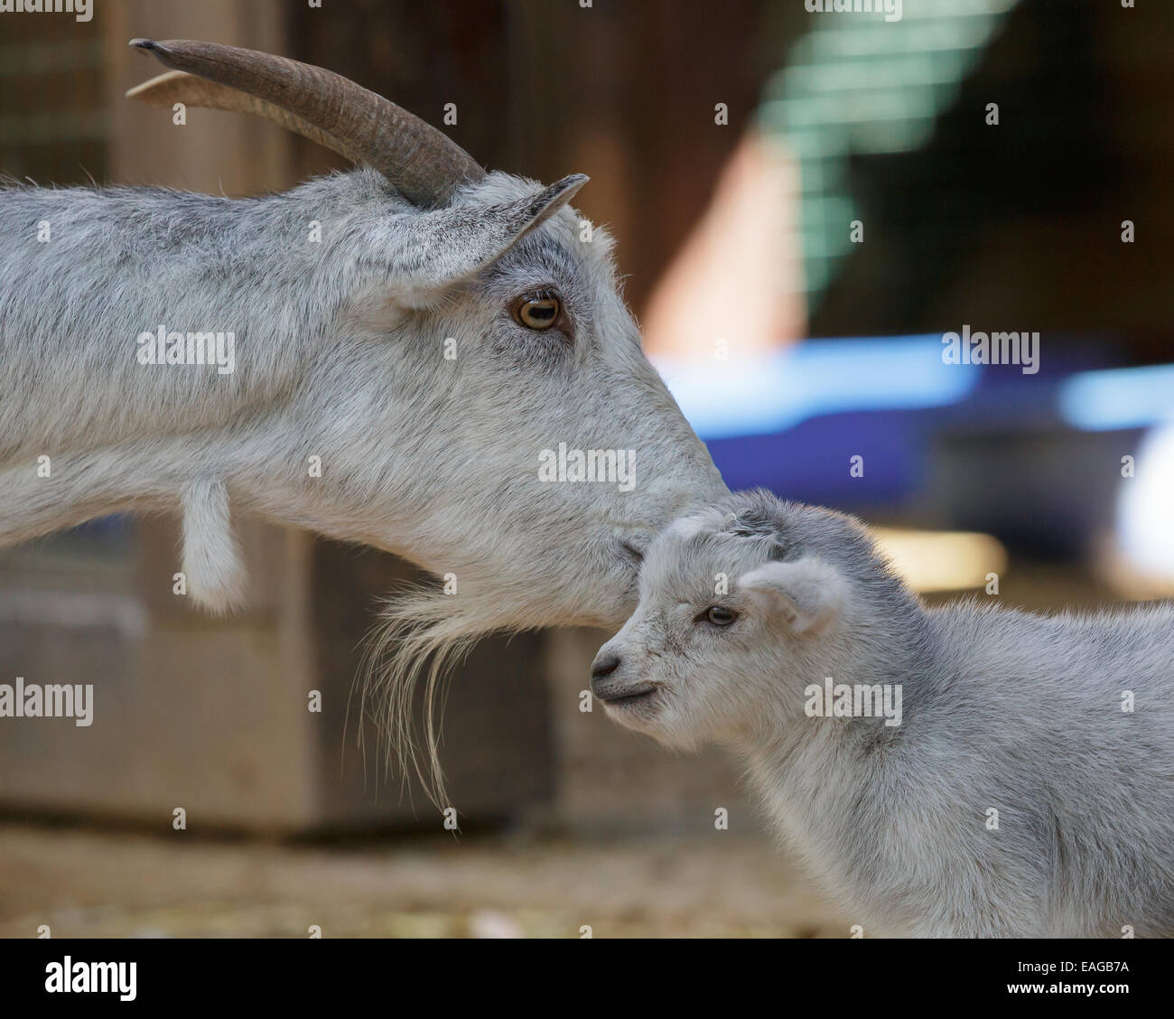 Baby goat mother hi-res stock photography and images - Alamy