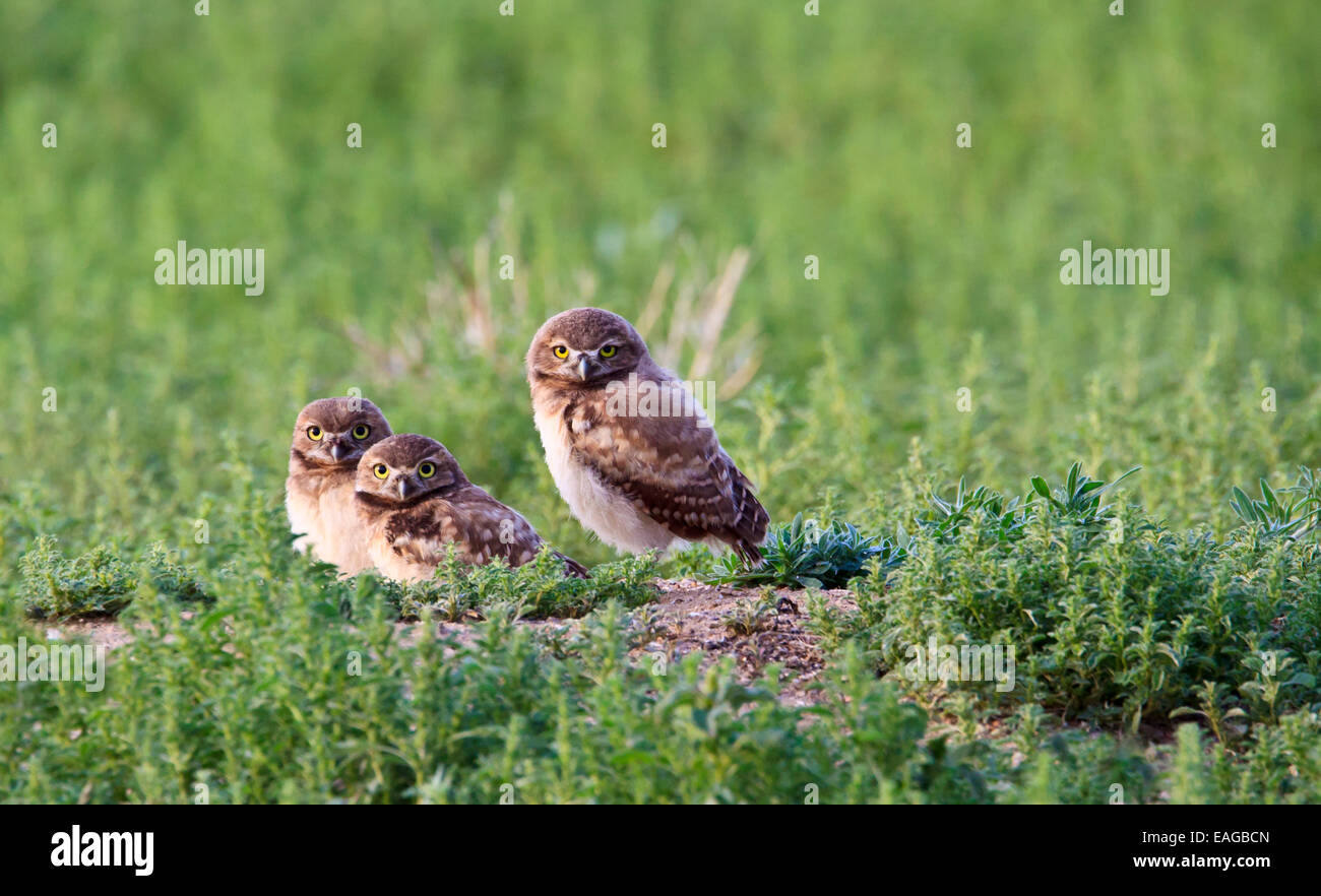 Three Burrowing Owls (Athene cunicularia) in Colorado Stock Photo - Alamy