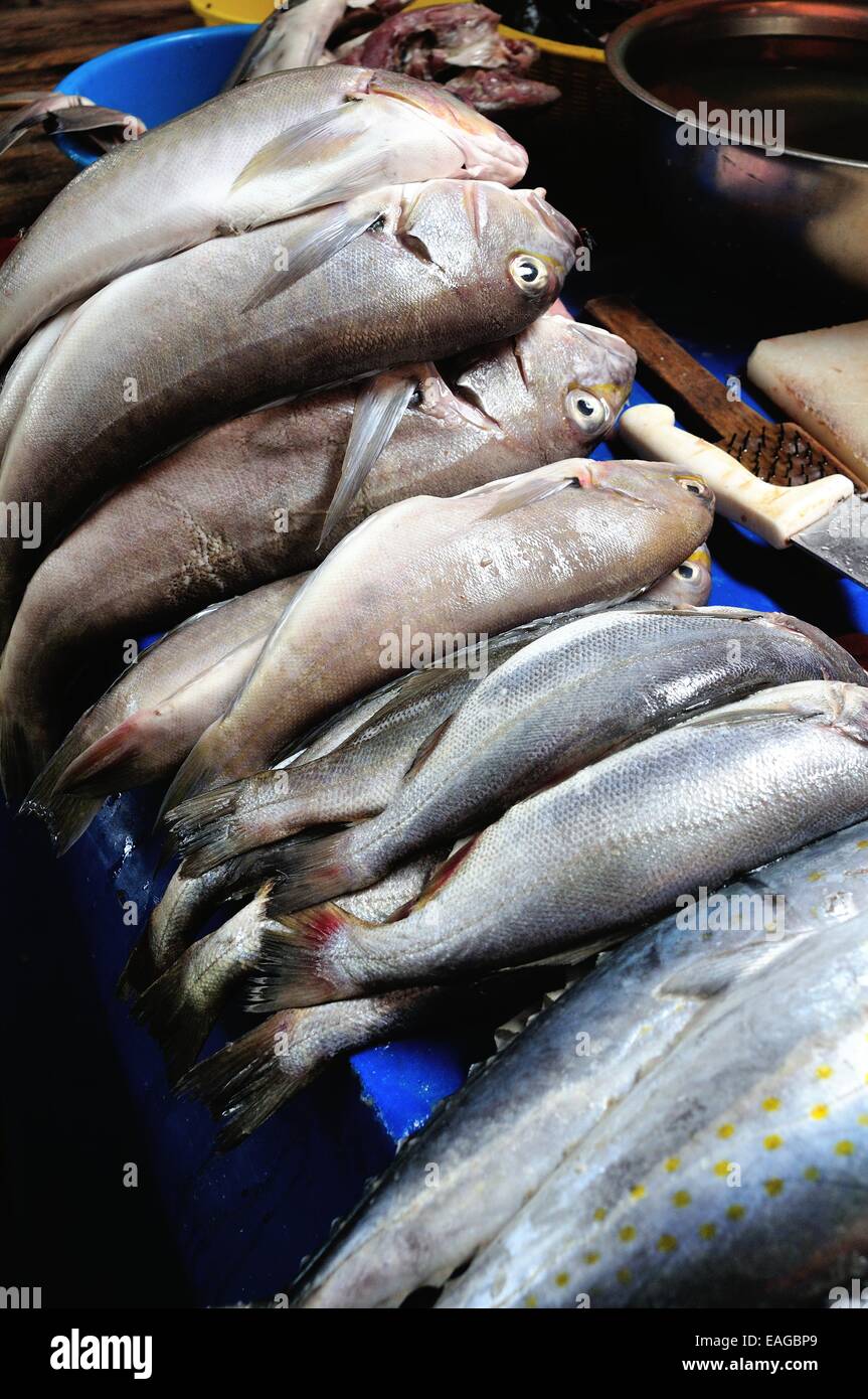 Peje blanco fish - Market in TUMBES. Department of Tumbes .PERU Stock ...
