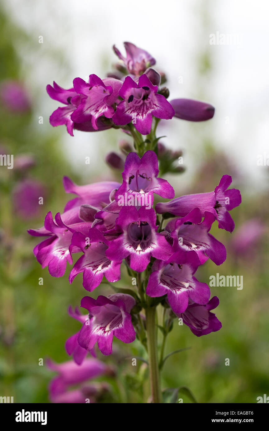 Penstemon flowers growing in an herbaceous border. Beard tongue flower ...
