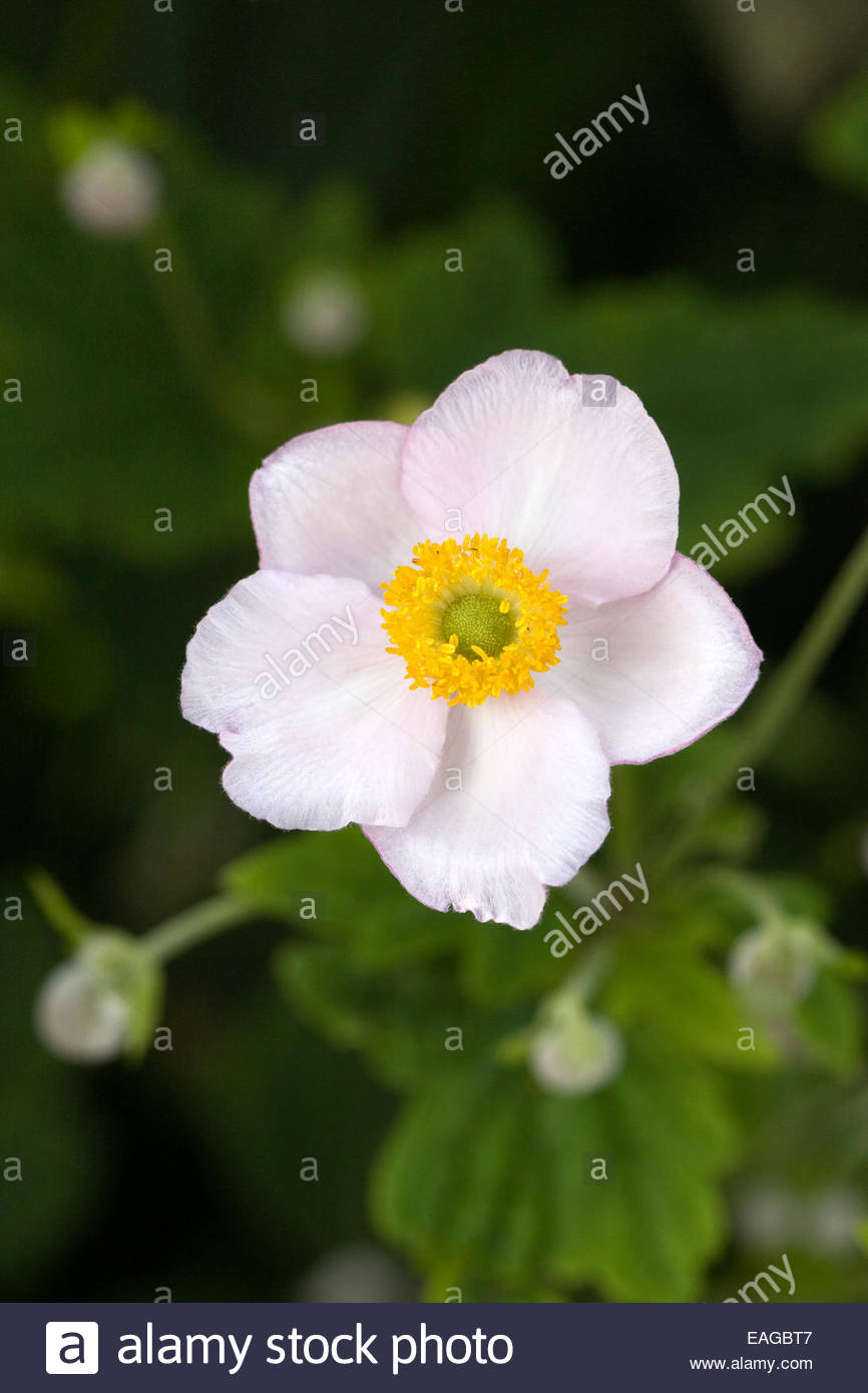 Japanese Anemone Flower Stock Photos & Japanese Anemone Flower Stock ...