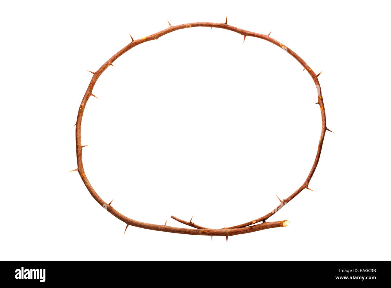 Thorn crown hi-res stock photography and images - Alamy
