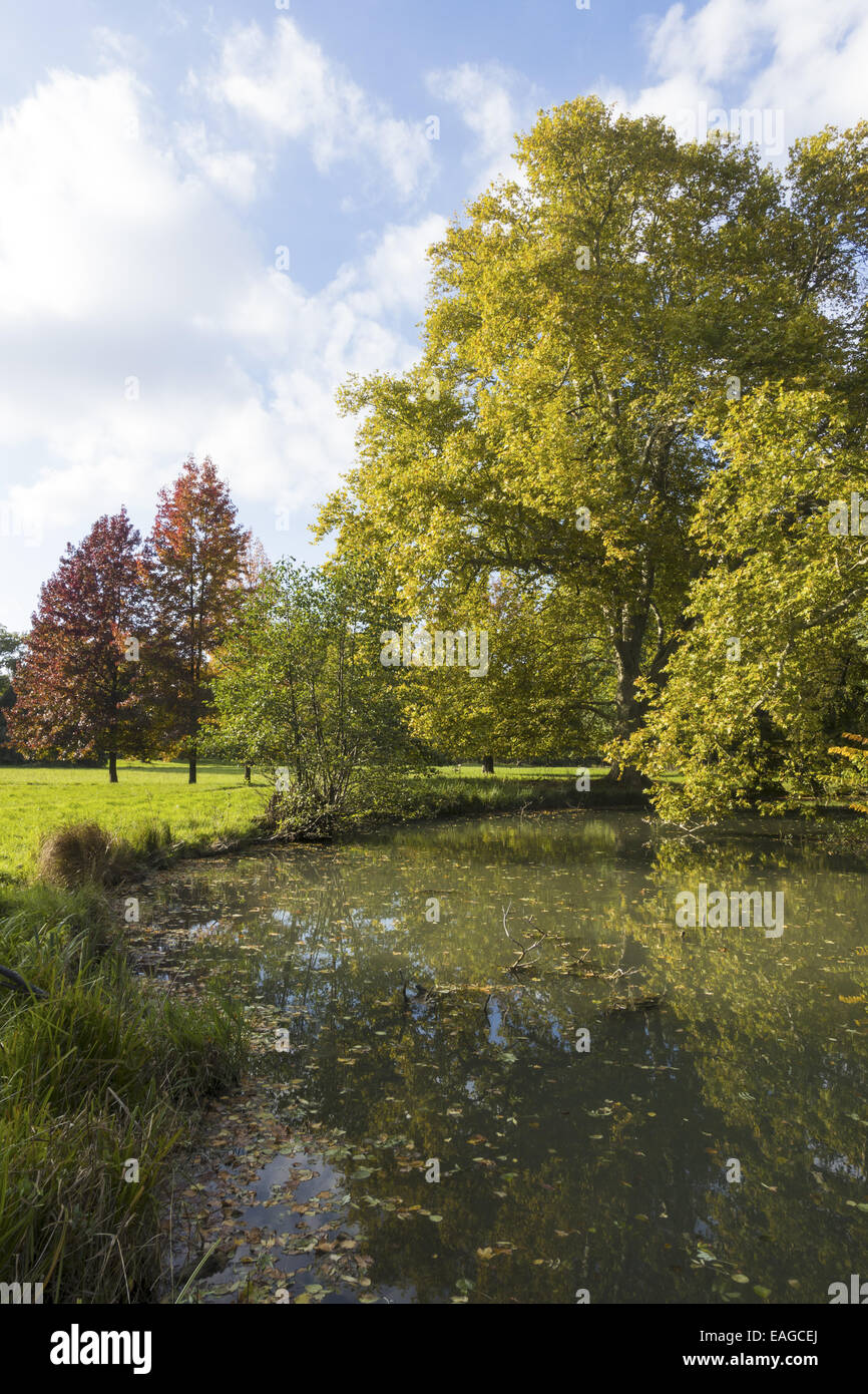 Platanus Sp. (yellow leaves), Liquidambar sp. (red leaves), autumn in ...