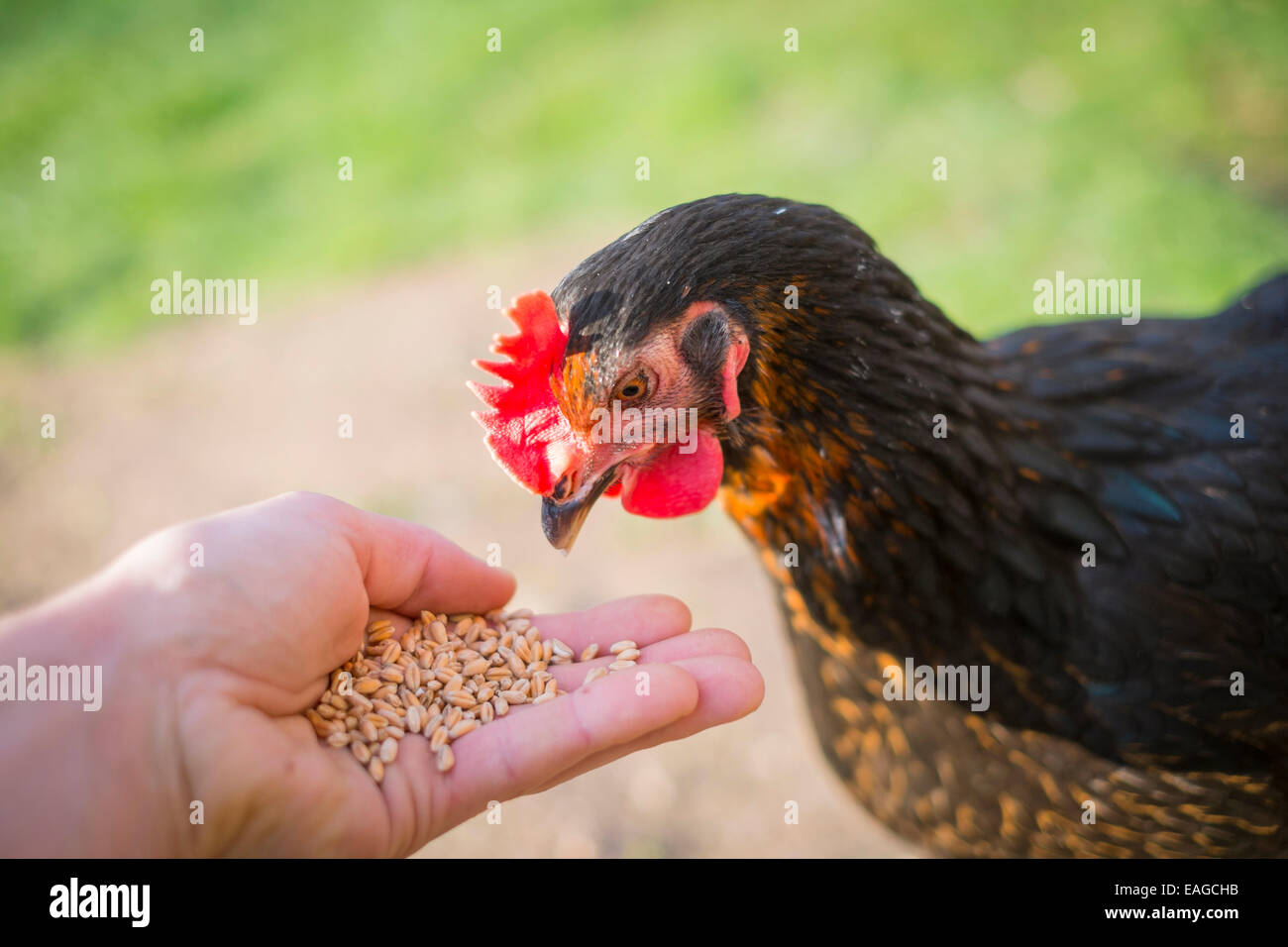 Young Black Copper Marans female hen eating wheat grains from a man's ...