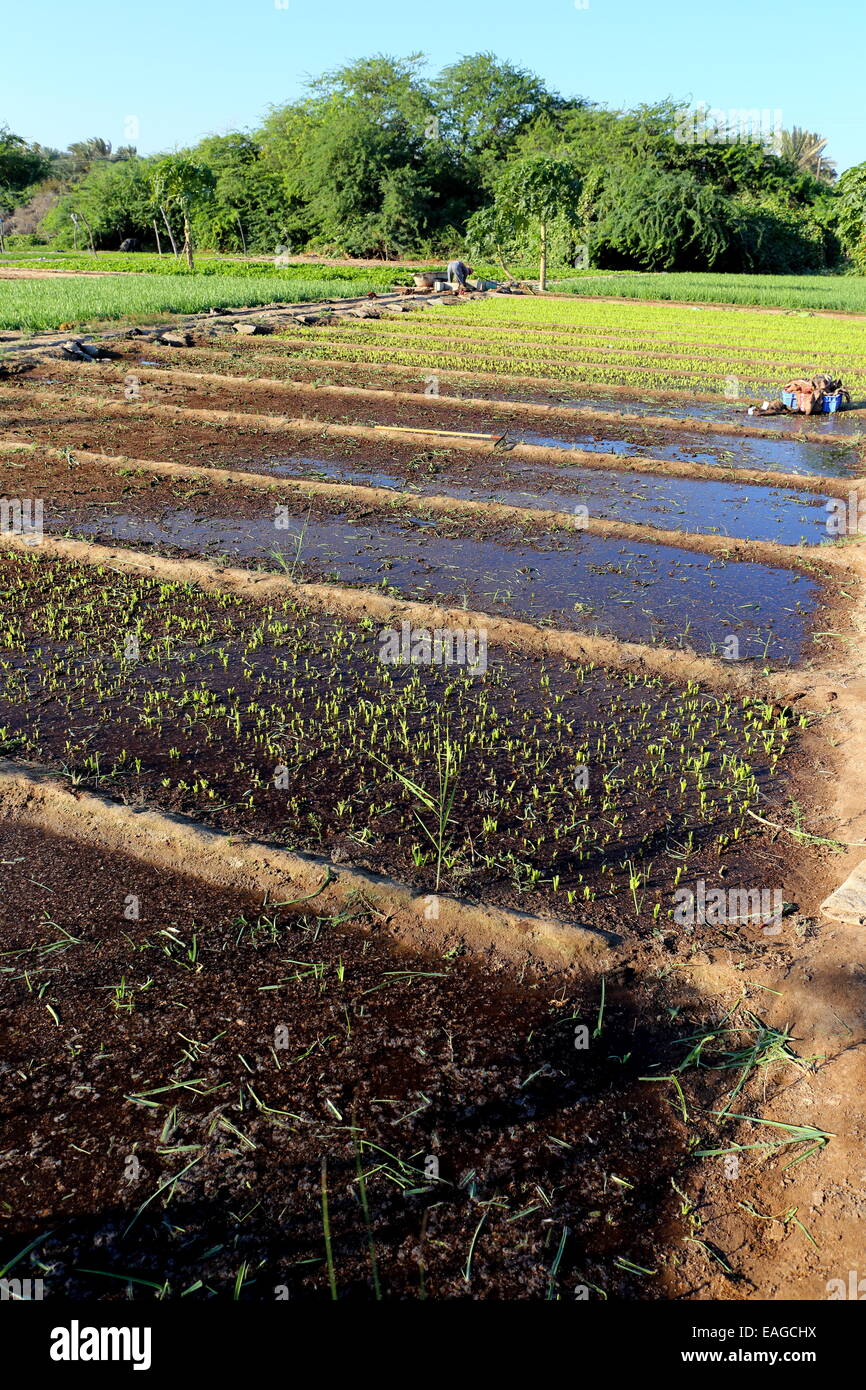 Crops growing in irrigated fields, Barbar, Kingdom of Bahrain Stock ...