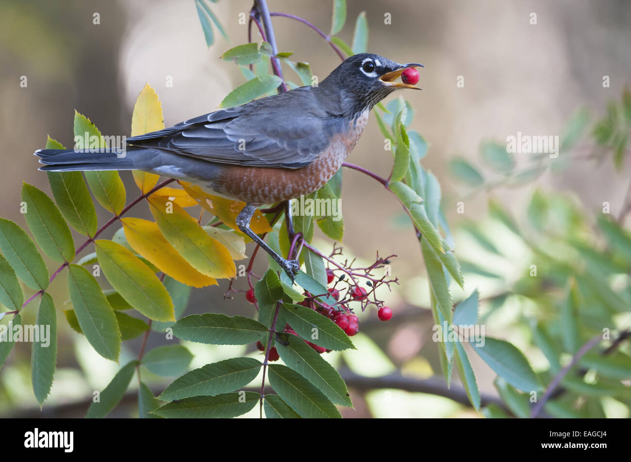 American Robin (Turdus Migratorius) With Mountain Ash Berry In Beak ...
