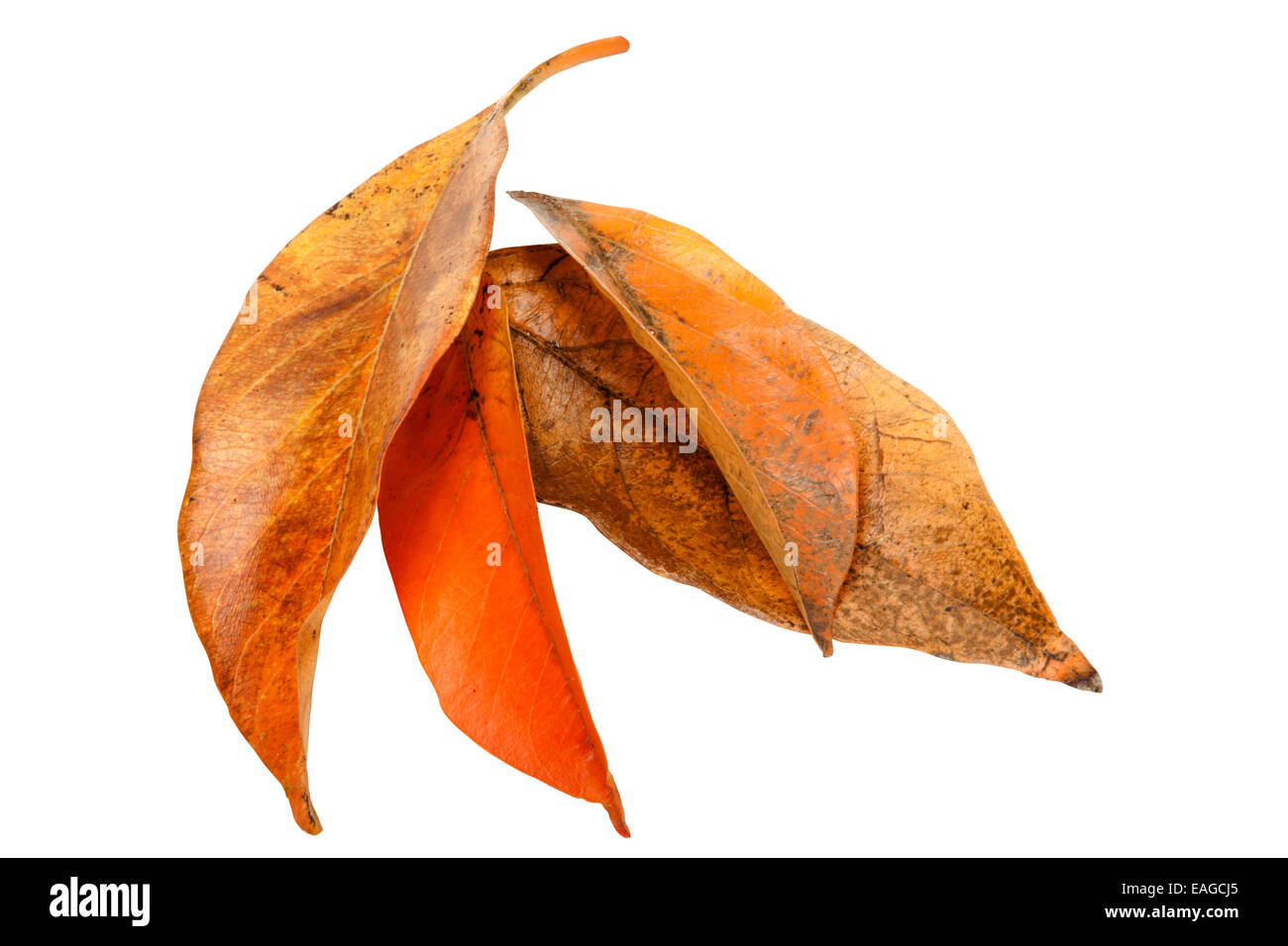 four withering speckled leaves in autumn colors Stock Photo - Alamy