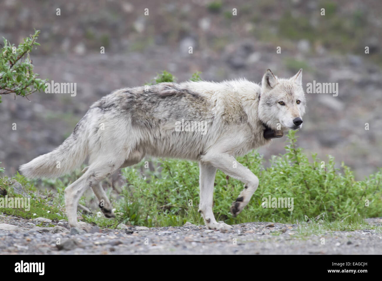 Close Up Of The Alpha Male Wolf Of The Grant Creek Pack With Radio ...