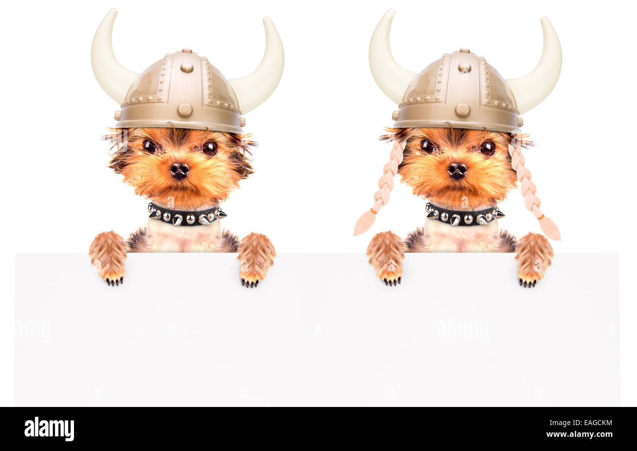 dog dressed up as a viking and holding white paper banner Stock Photo ...