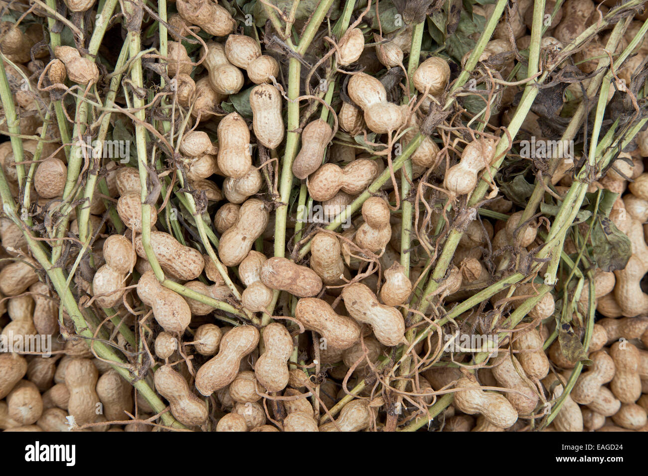 Rhizobium hi-res stock photography and images - Alamy