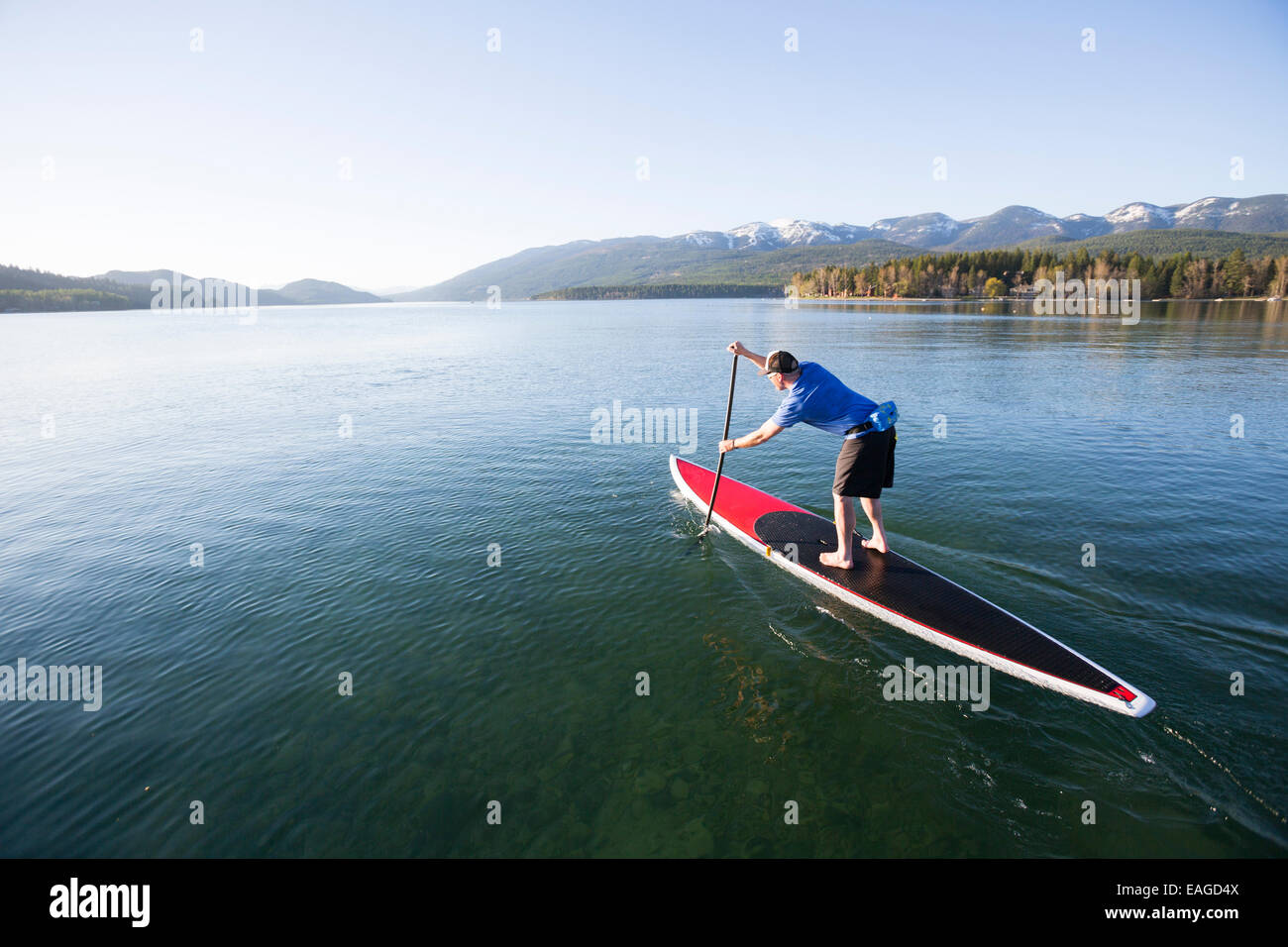 A fit male stand up paddle boards (SUP) at sunset on Whitefish Lake in ...