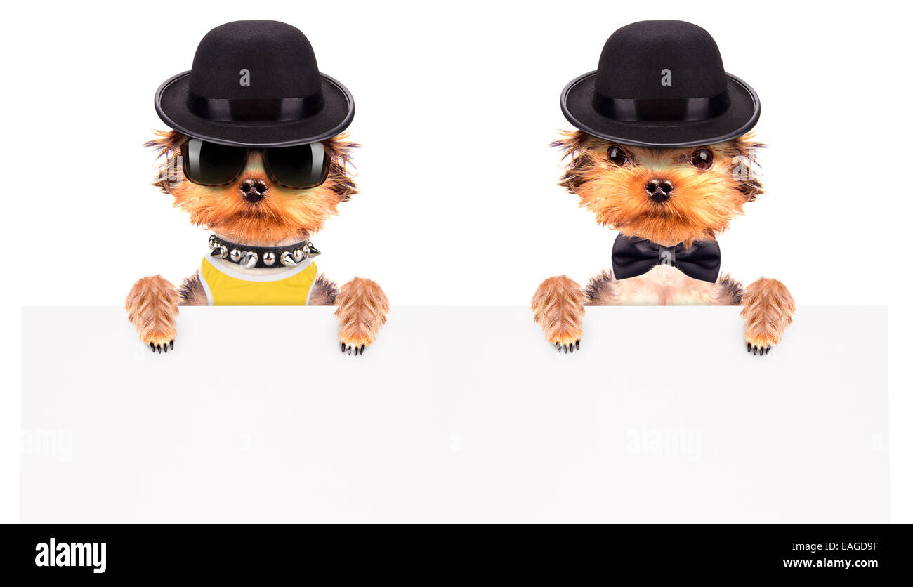 Dog dressed as mafia gangster and holding white paper banner Stock ...
