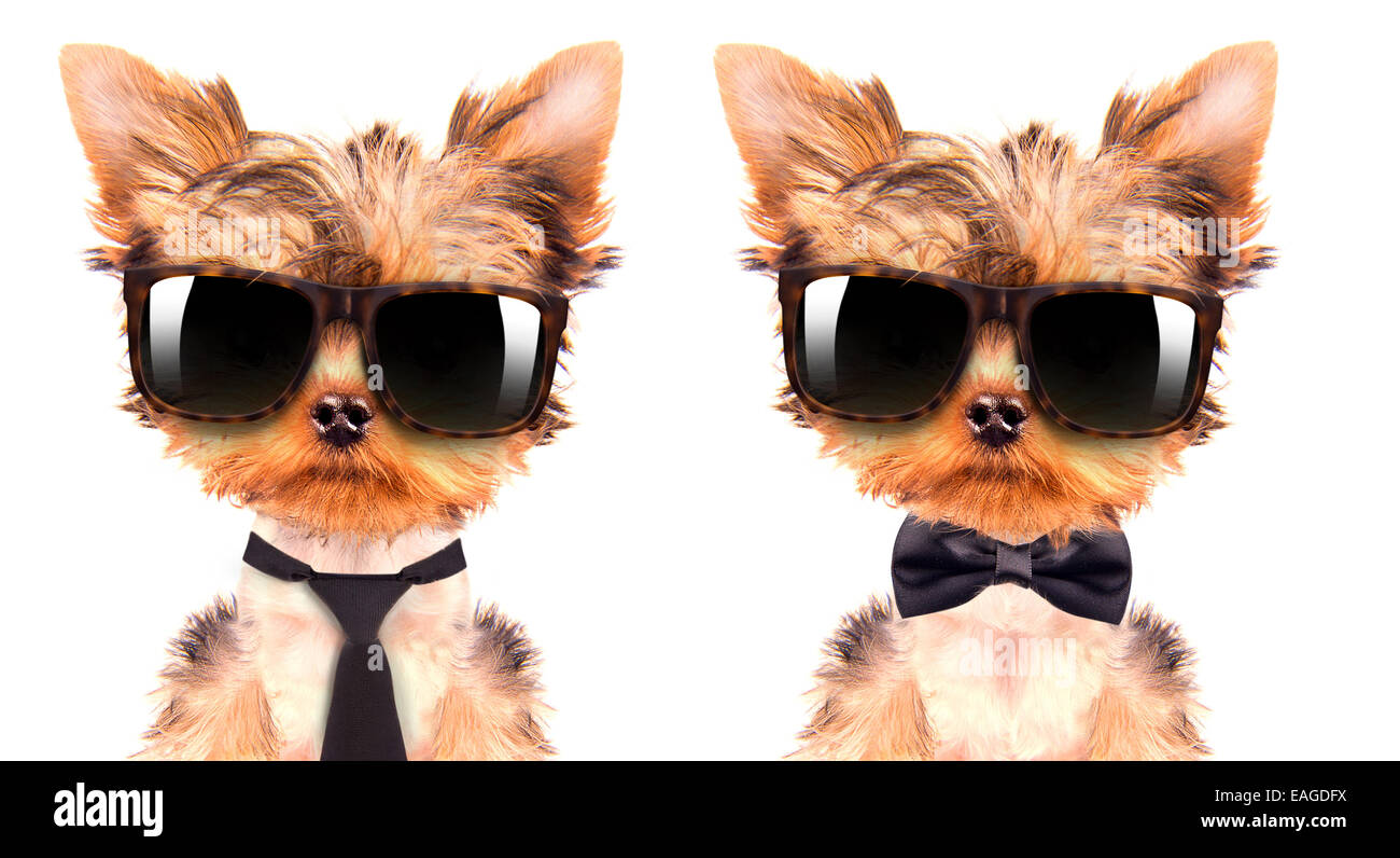 cute puppy dog wearing a shades on white background Stock Photo - Alamy