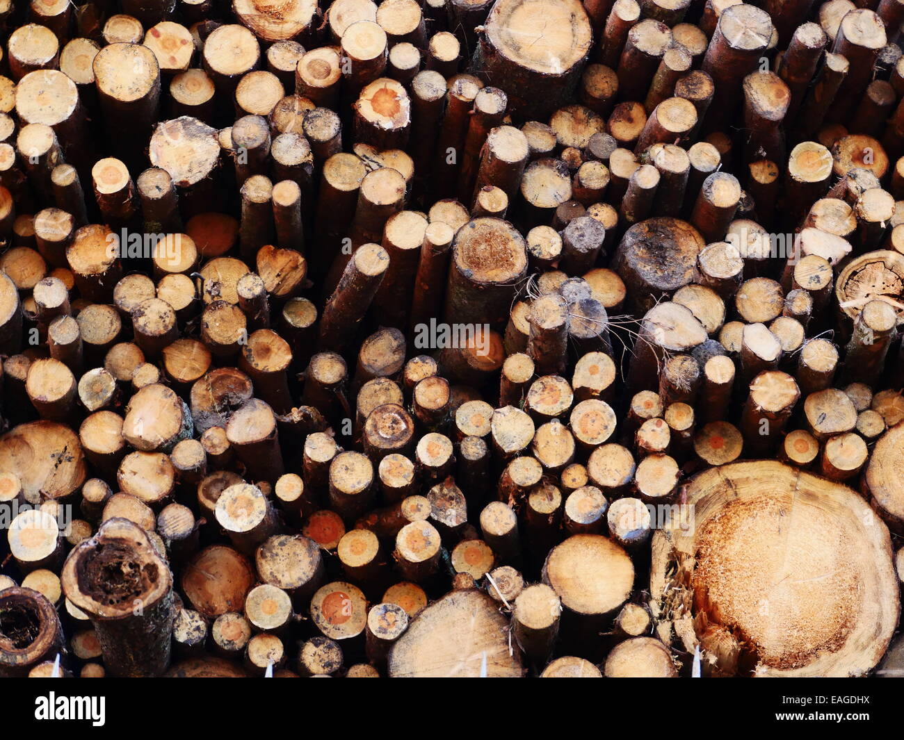 nice wood logs slices background in the yard Stock Photo - Alamy