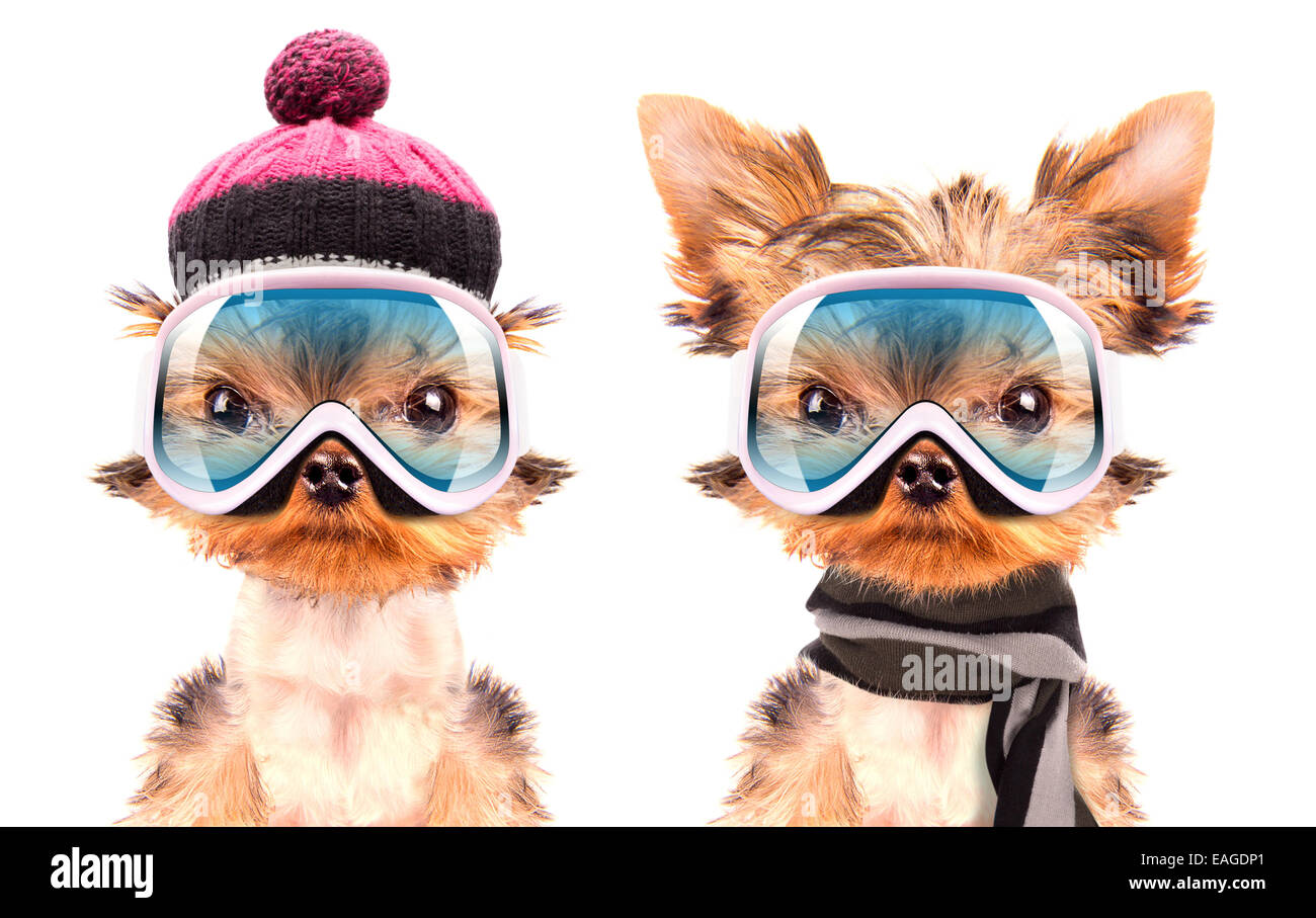 dog dressed as skier isolated on a white background Stock Photo - Alamy