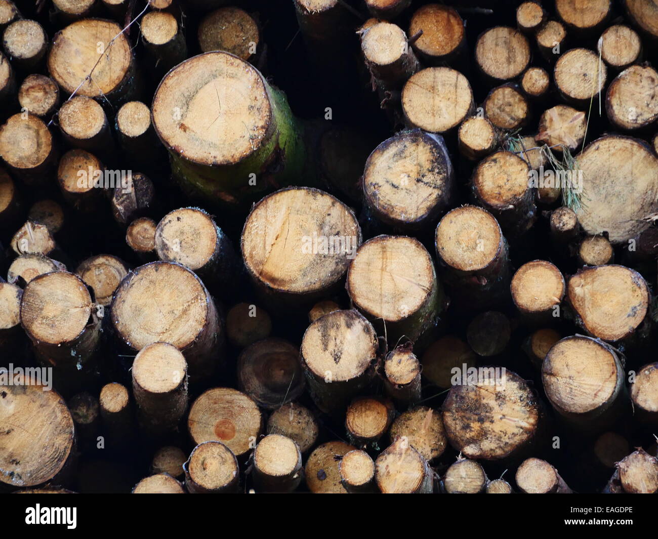 nice wood logs slices background in the yard Stock Photo - Alamy