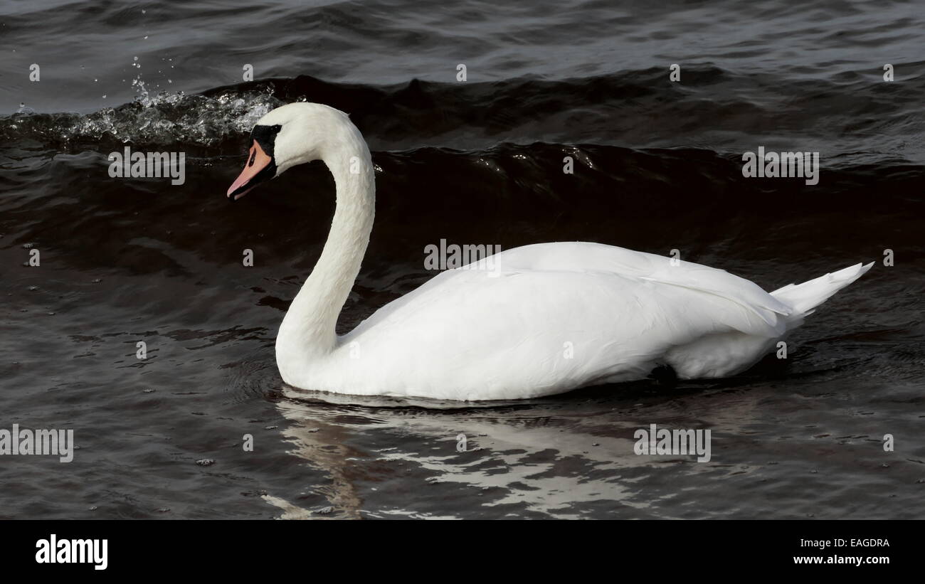 Little and big waves hi-res stock photography and images - Alamy