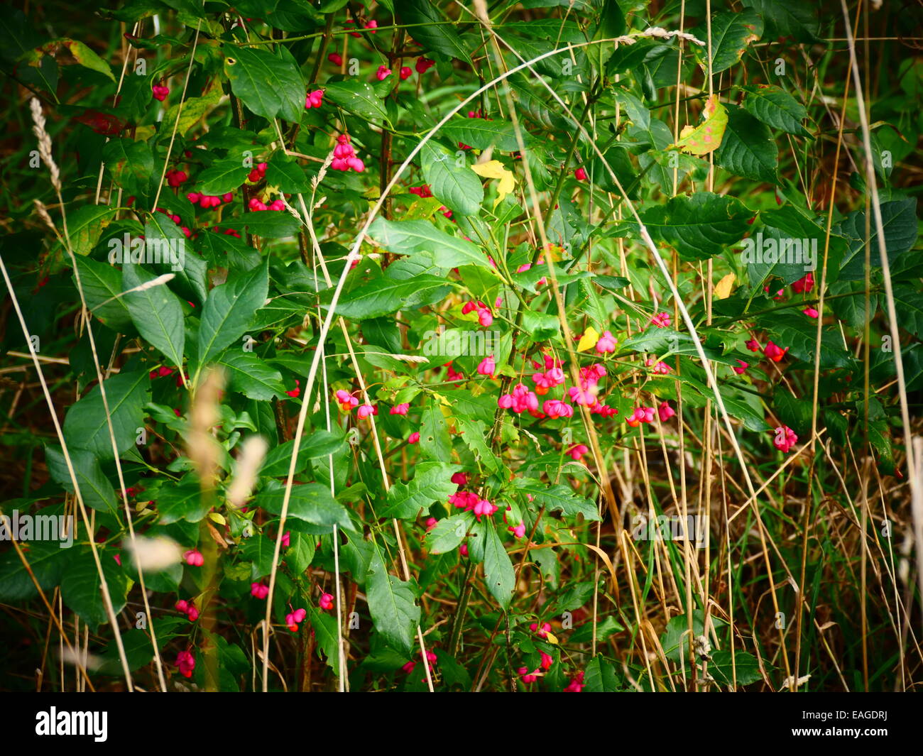 flowering bush in a forest in Riga, Latvia Stock Photo - Alamy