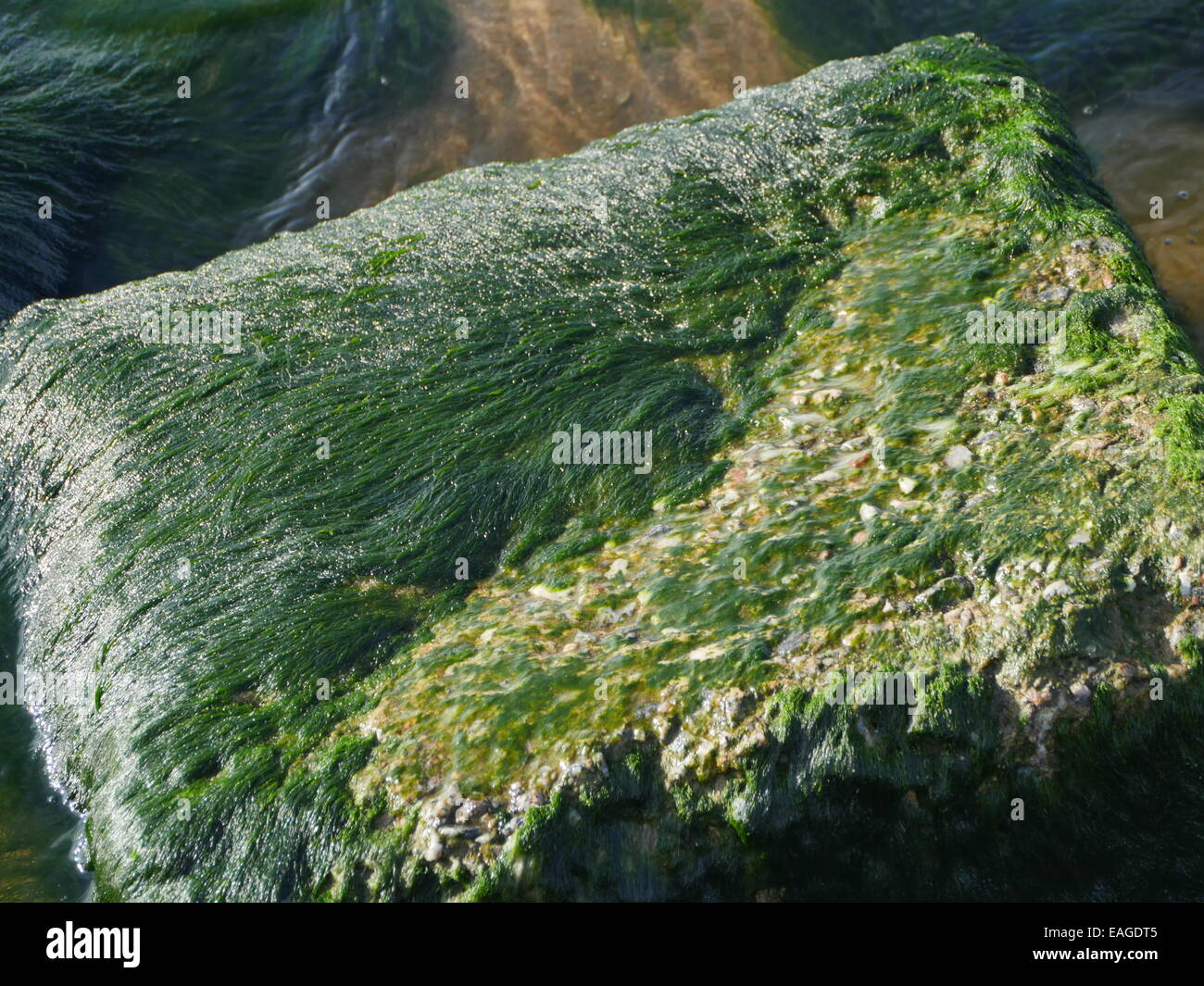 Seaweed that grows on rocks at beach Stock Photo - Alamy