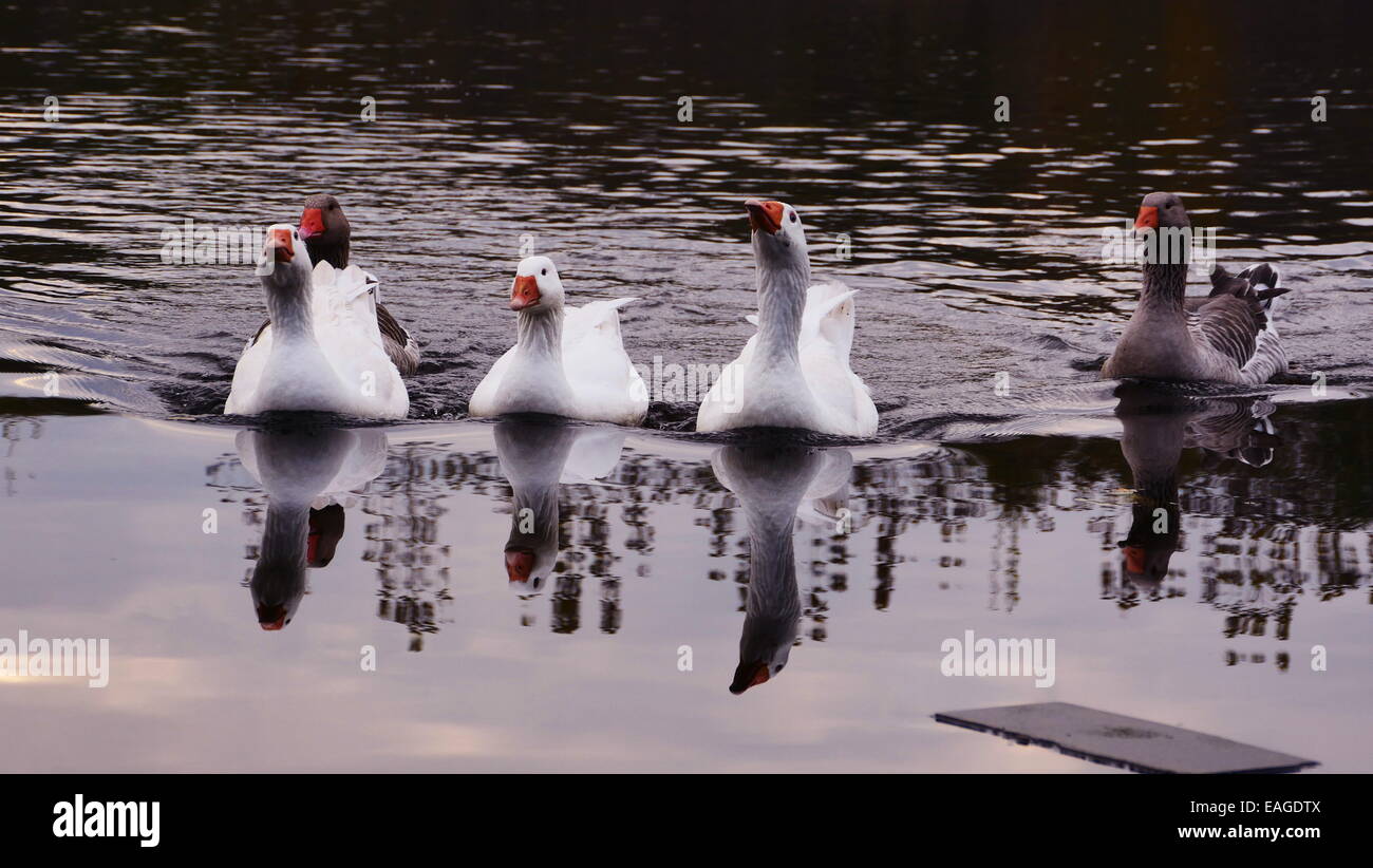 Family of geese floating in the water Stock Photo - Alamy
