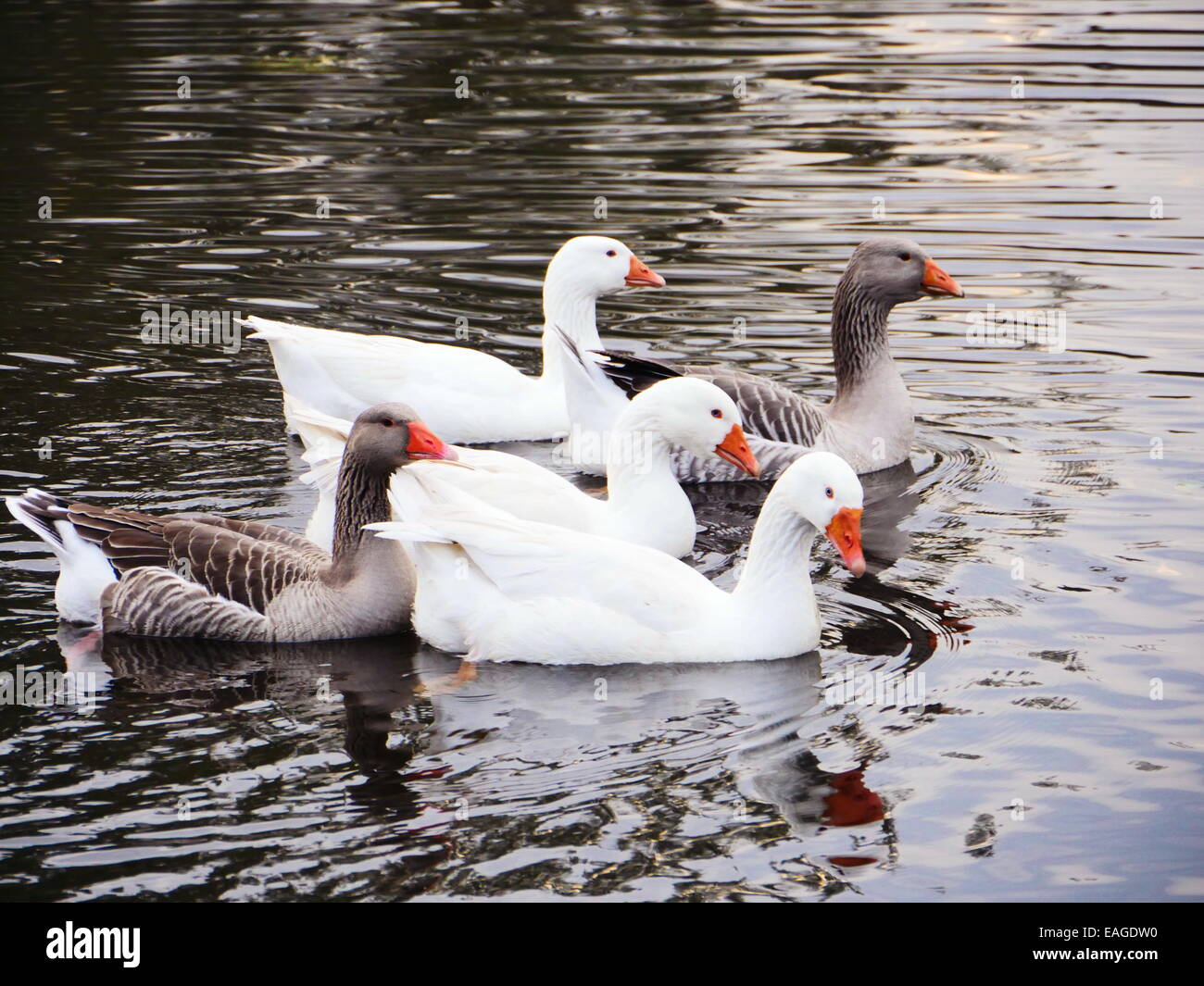 Family of geese floating in the water Stock Photo - Alamy