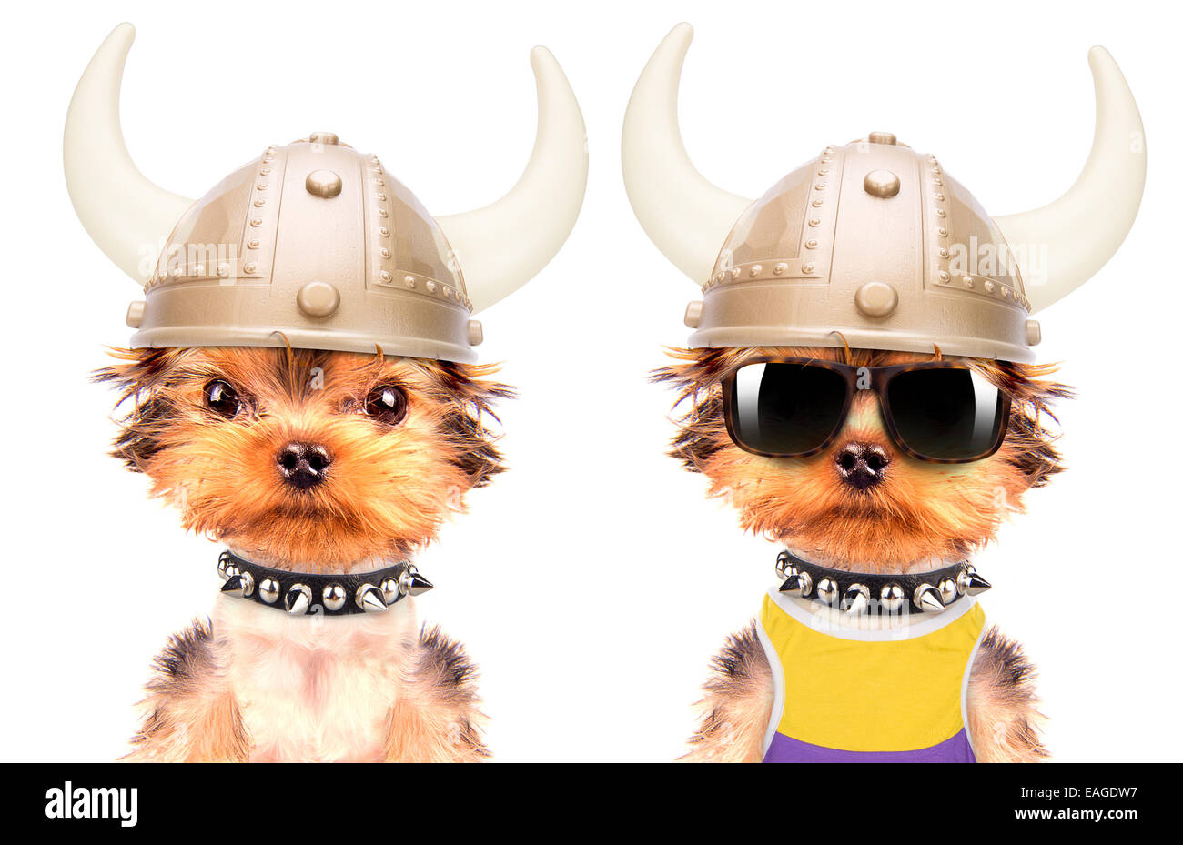 Viking dog hi-res stock photography and images - Alamy