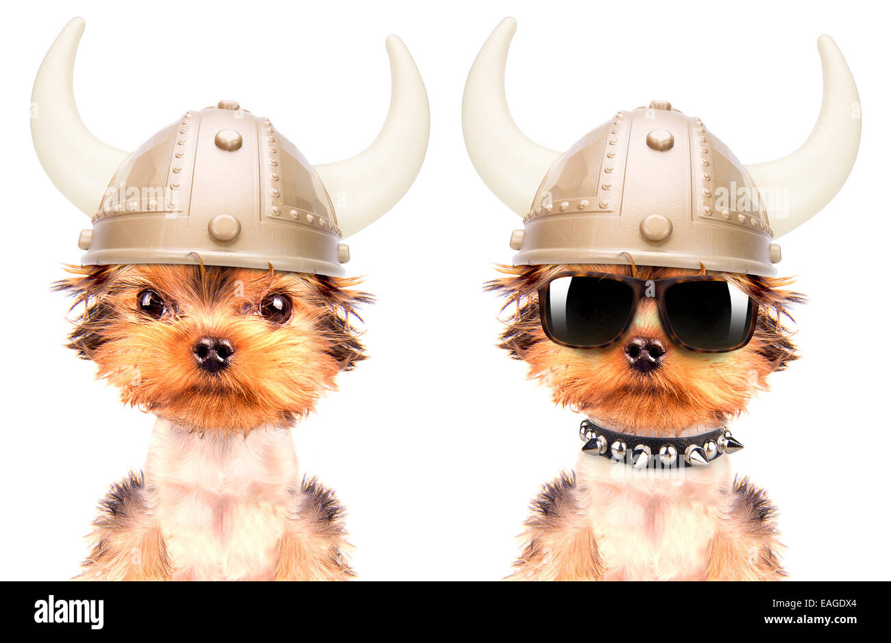 dog dressed up as a viking on a white background Stock Photo - Alamy