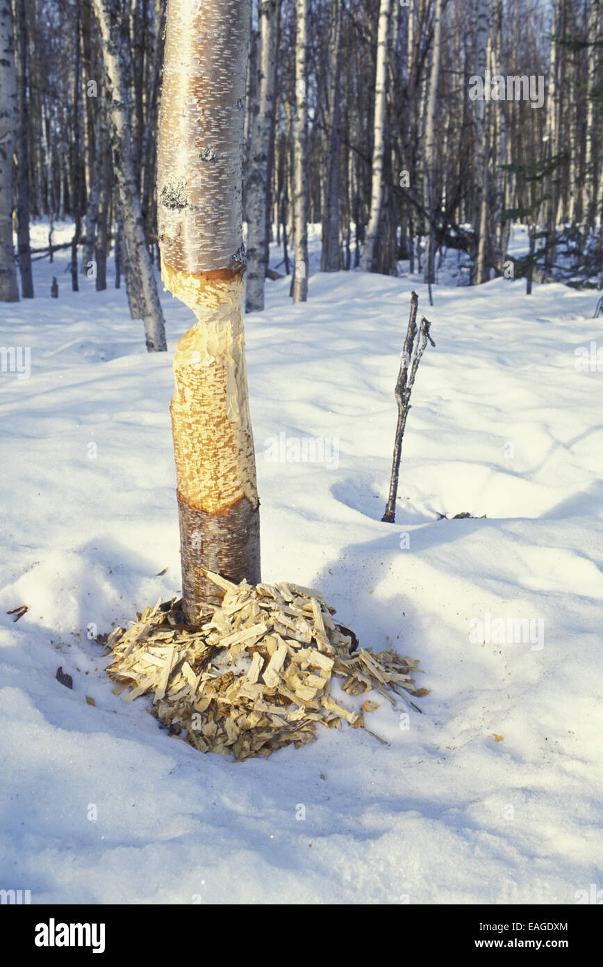 Birch Tree W/Beaver Markings Alaska Winter Stock Photo - Alamy
