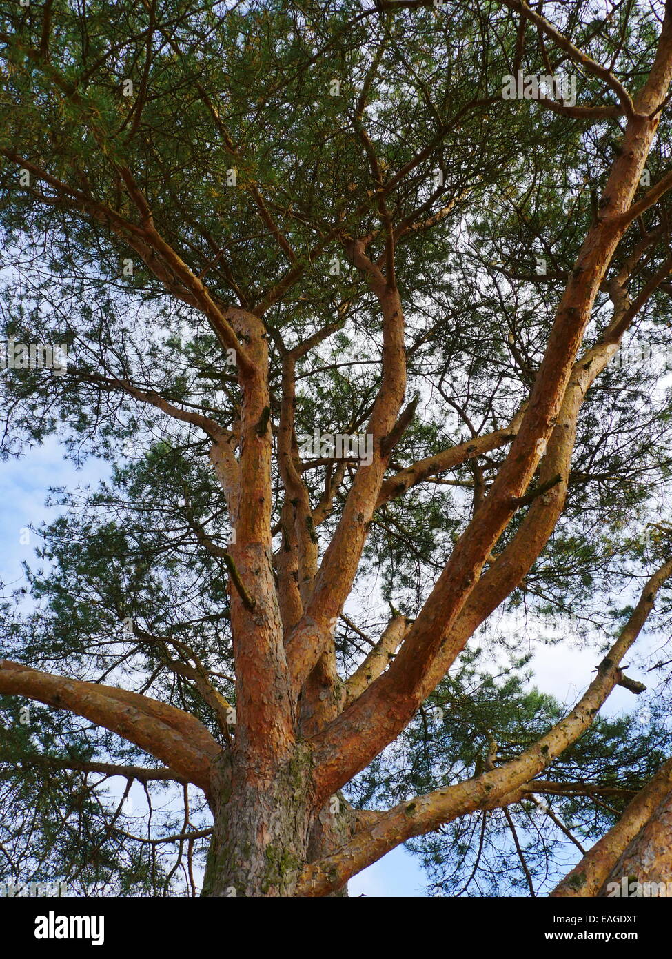 Green pine tree on blue sky background Stock Photo - Alamy