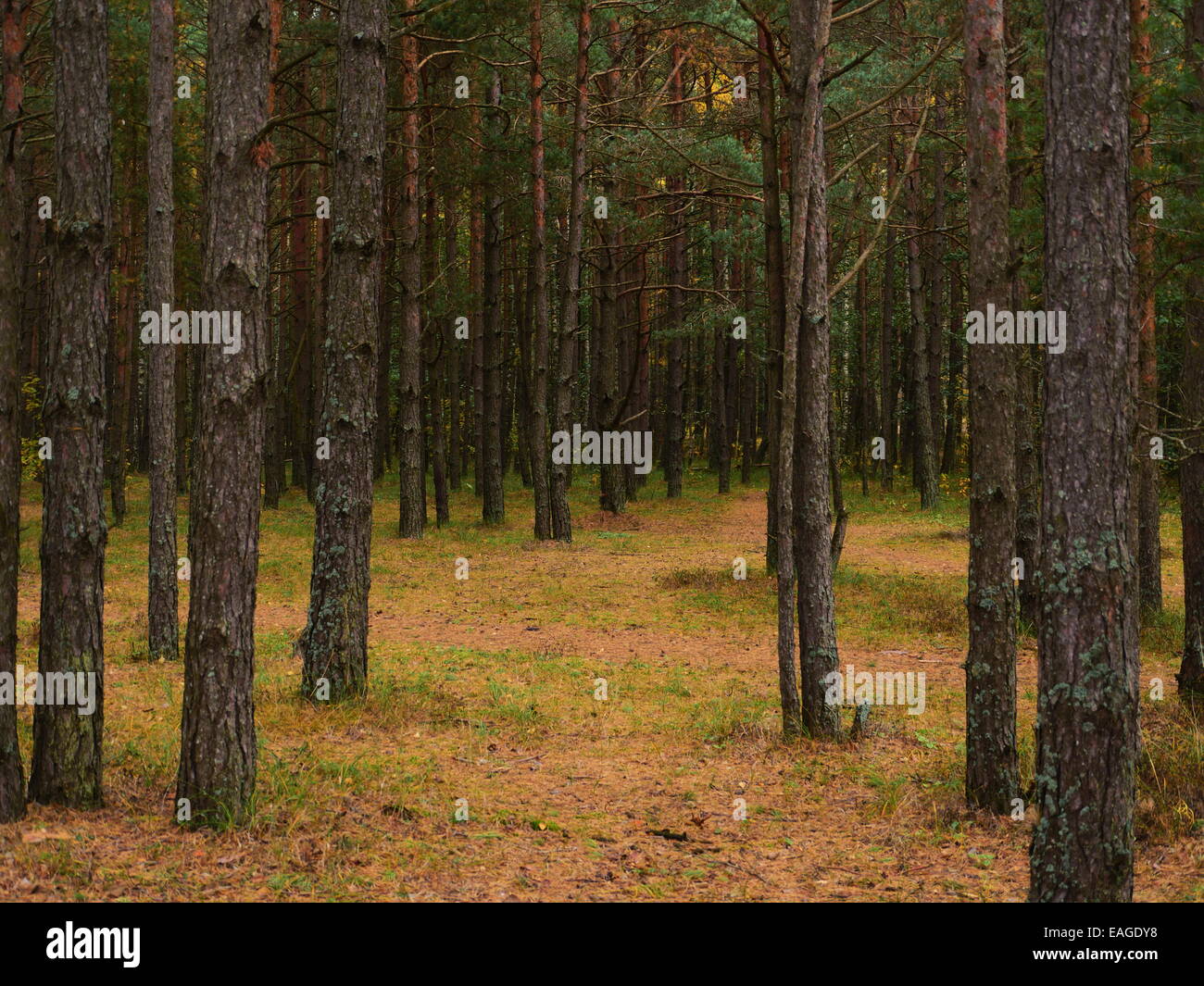 autumn forest in october in the evening Stock Photo - Alamy