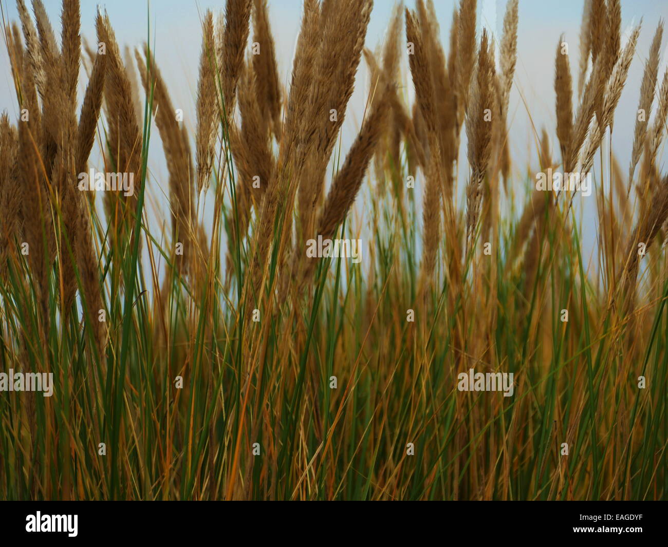 Yellow young seed grass in autumn in park Stock Photo - Alamy