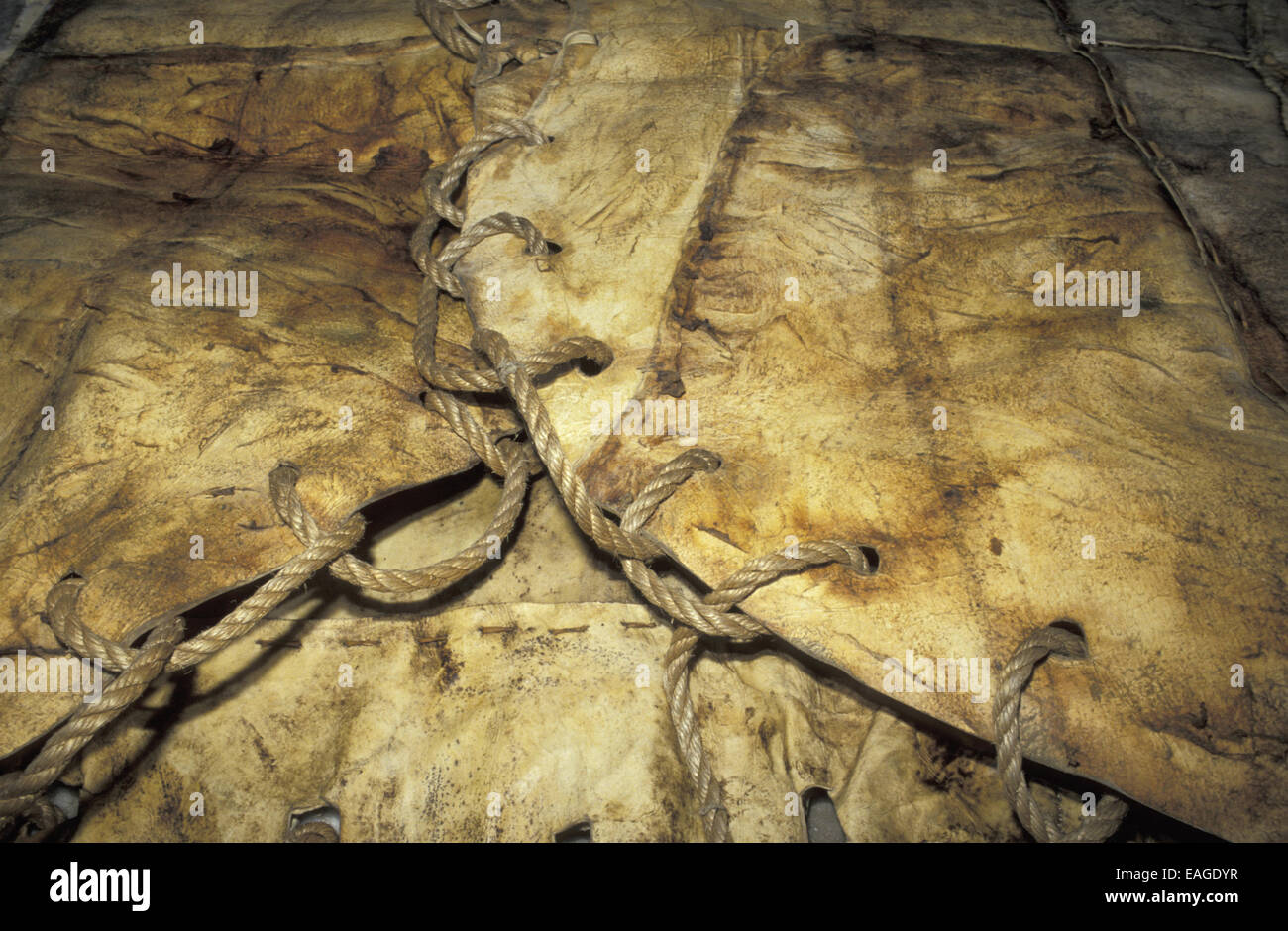 Close Up Traditional Eskimo Walrus Hide Blanket For Blanket Toss Stock ...