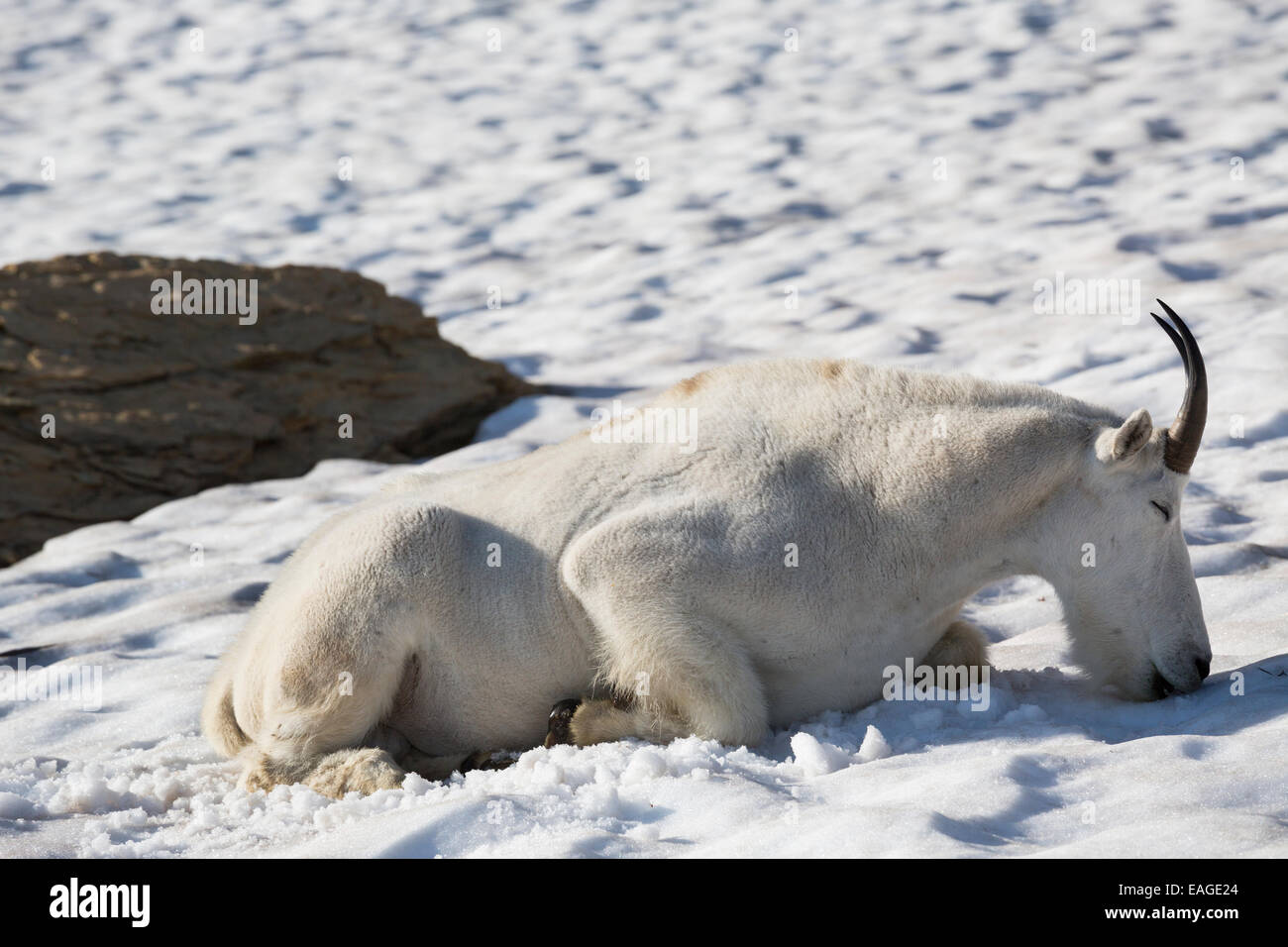A mountain goat lies on a snow field in Glacier National Park, Montana ...