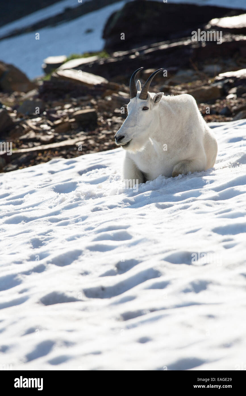 A mountain goat lies on a snow field in Glacier National Park, Montana ...