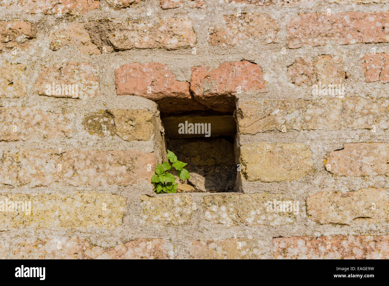 Window in the brick wall of the medieval Fortress of Venetians in ...