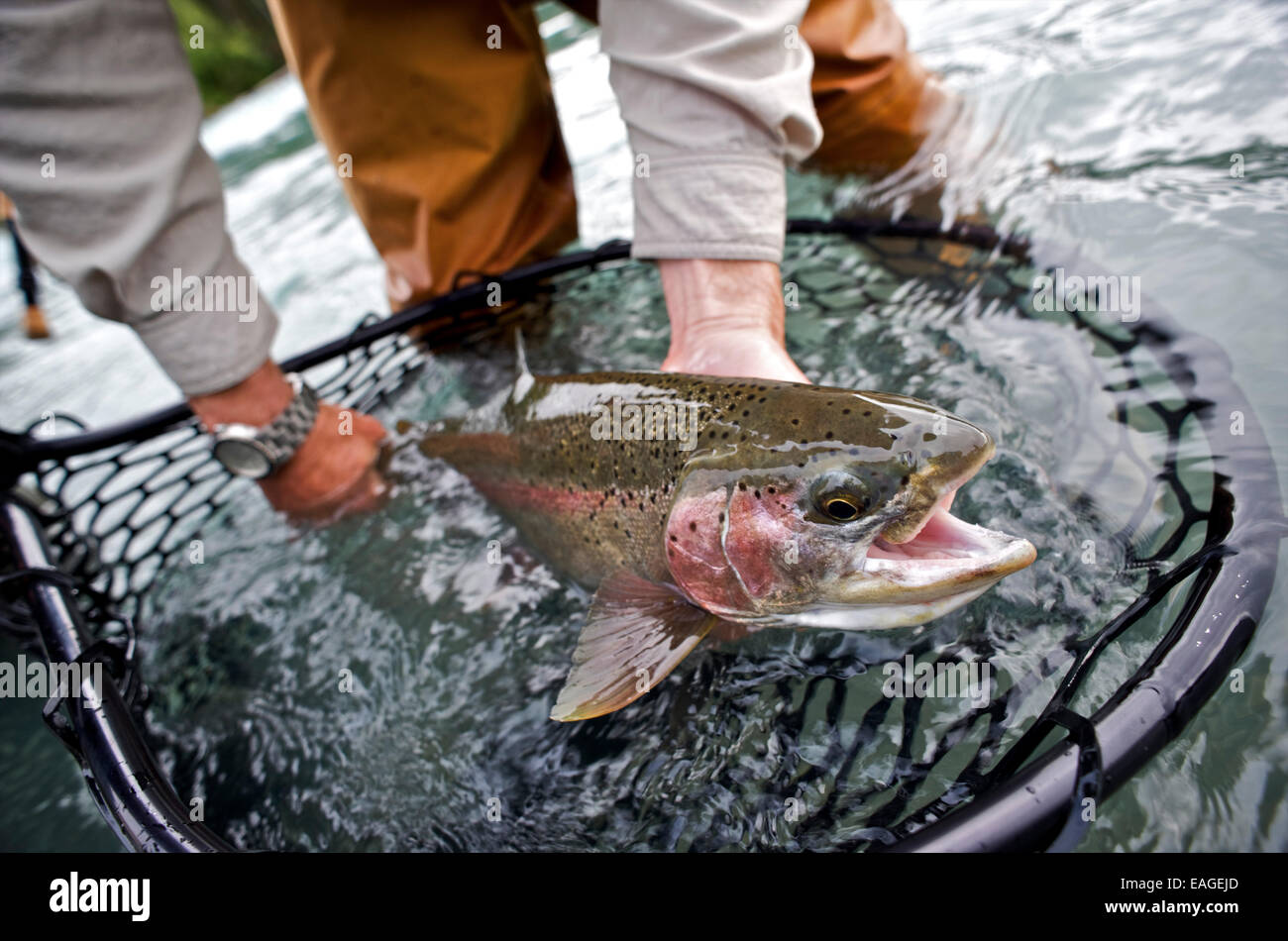 Alaska,Flyfishing,Rainbow Trout,Kenai River Stock Photo - Alamy