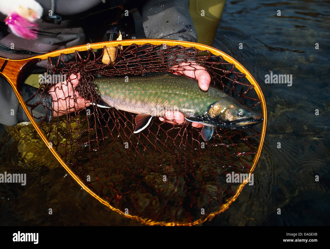 Dolly catch hi-res stock photography and images - Alamy