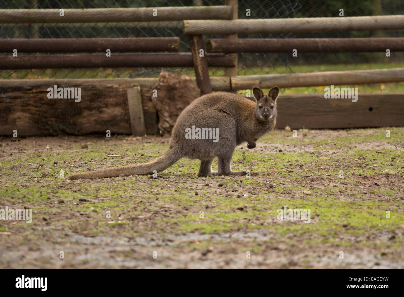 Wallaby australia cute hi-res stock photography and images - Alamy