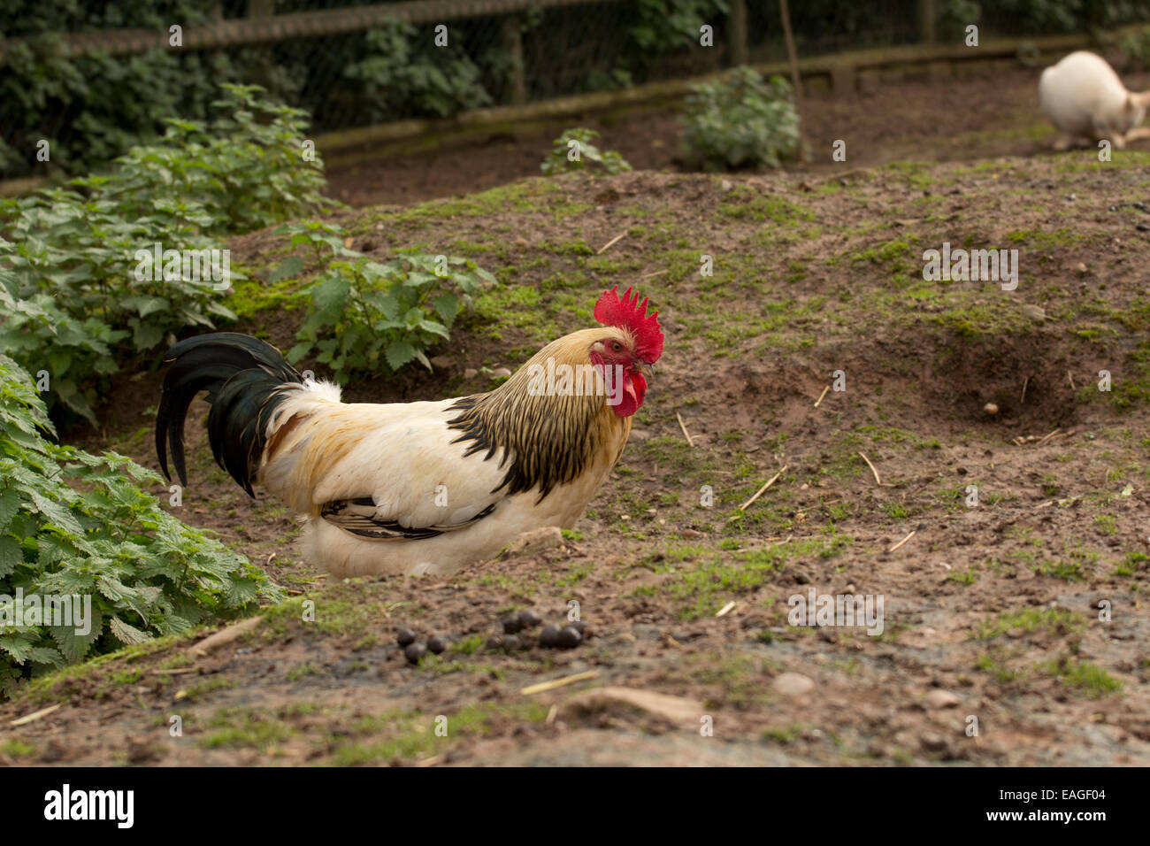 Colourful cockerel hi-res stock photography and images - Alamy