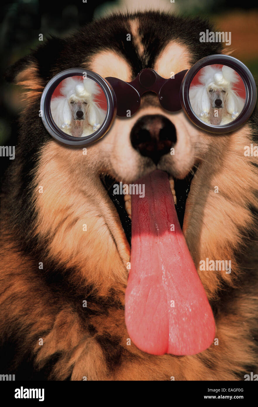 Close Up Of Dog Panting & Viewing Female Dog Digital Composite Stock ...