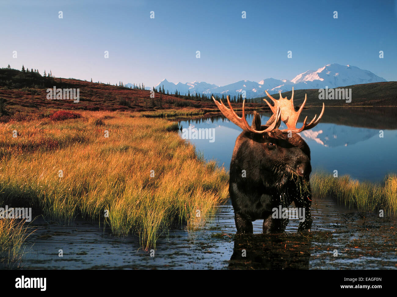 Moose Eating Wonder Lake Mt Mckinley Digital Composite Denali Np Int Ak ...