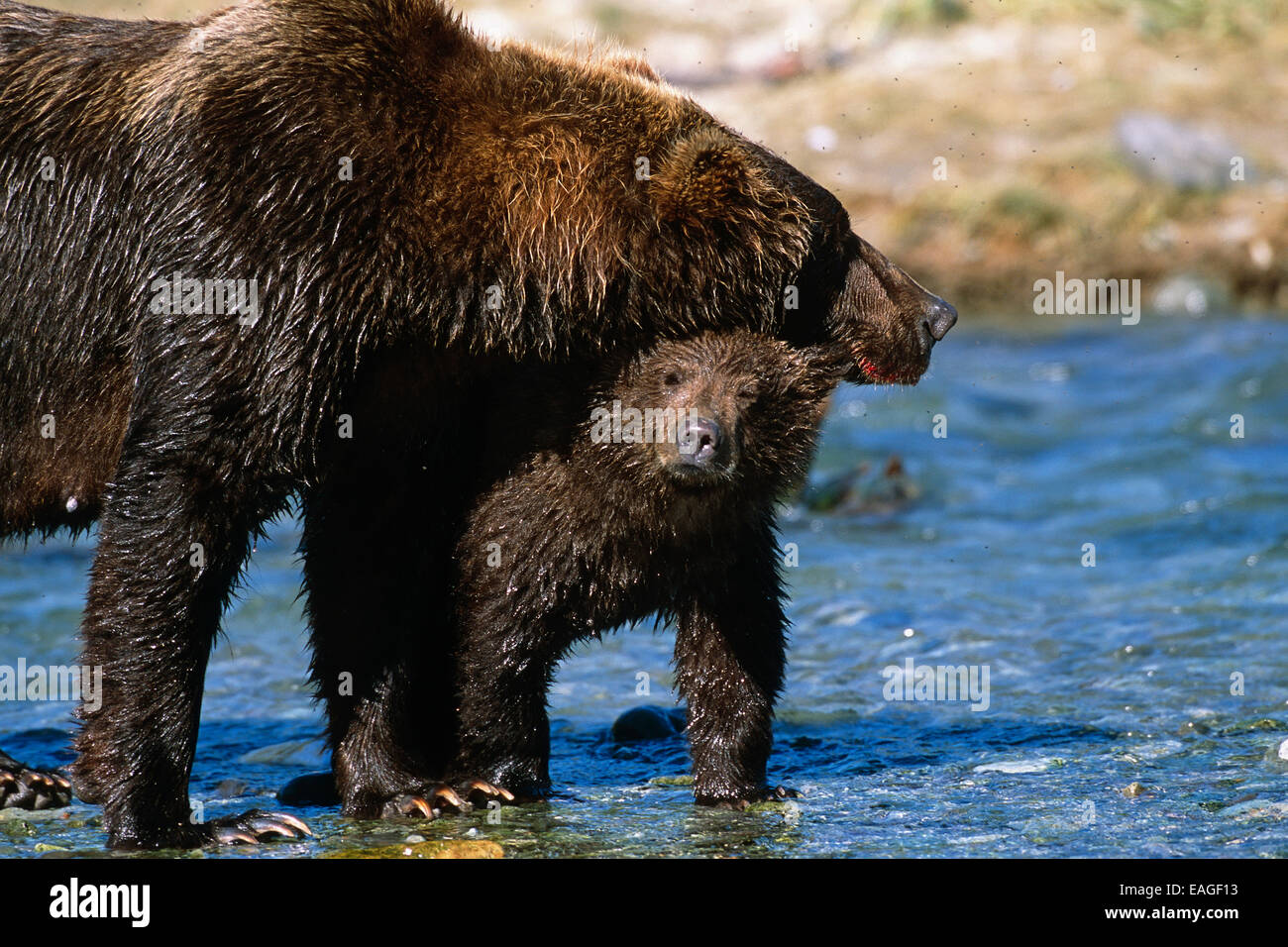 Brown Bear Sow & Cub Cuddle In River Sw Ak Summer Geographic Harbor ...