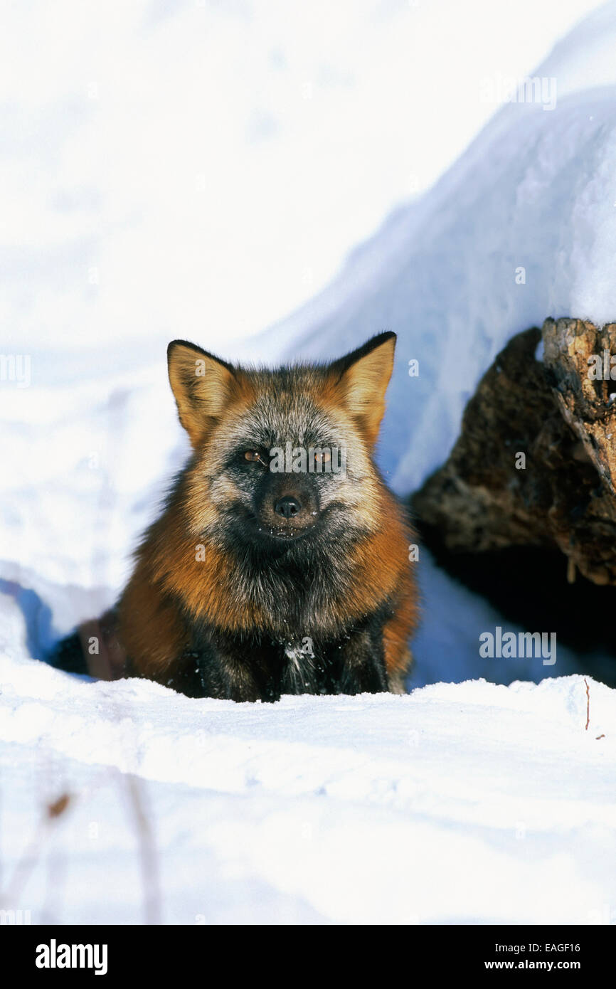 Colorized Portrait High Resolution Stock Photography and Images - Alamy