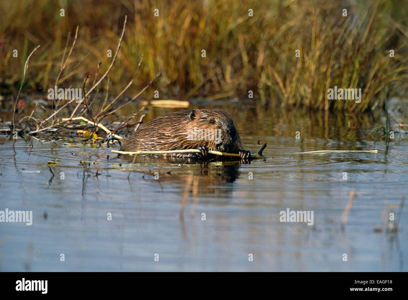 Beaver Gnawing On Branch In Pond Denali Np In Ak Summer Stock Photo - Alamy