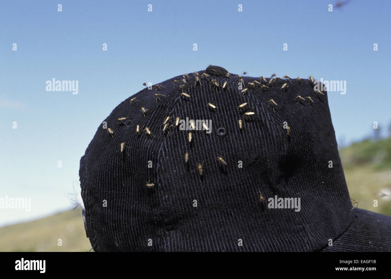 Mosquito insect alaska hi-res stock photography and images - Alamy