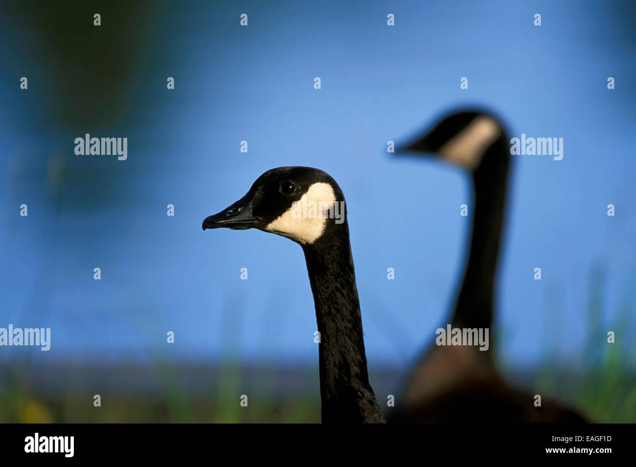 Portrait Of Canada Geese Anchorage Alaska Sc Stock Photo - Alamy