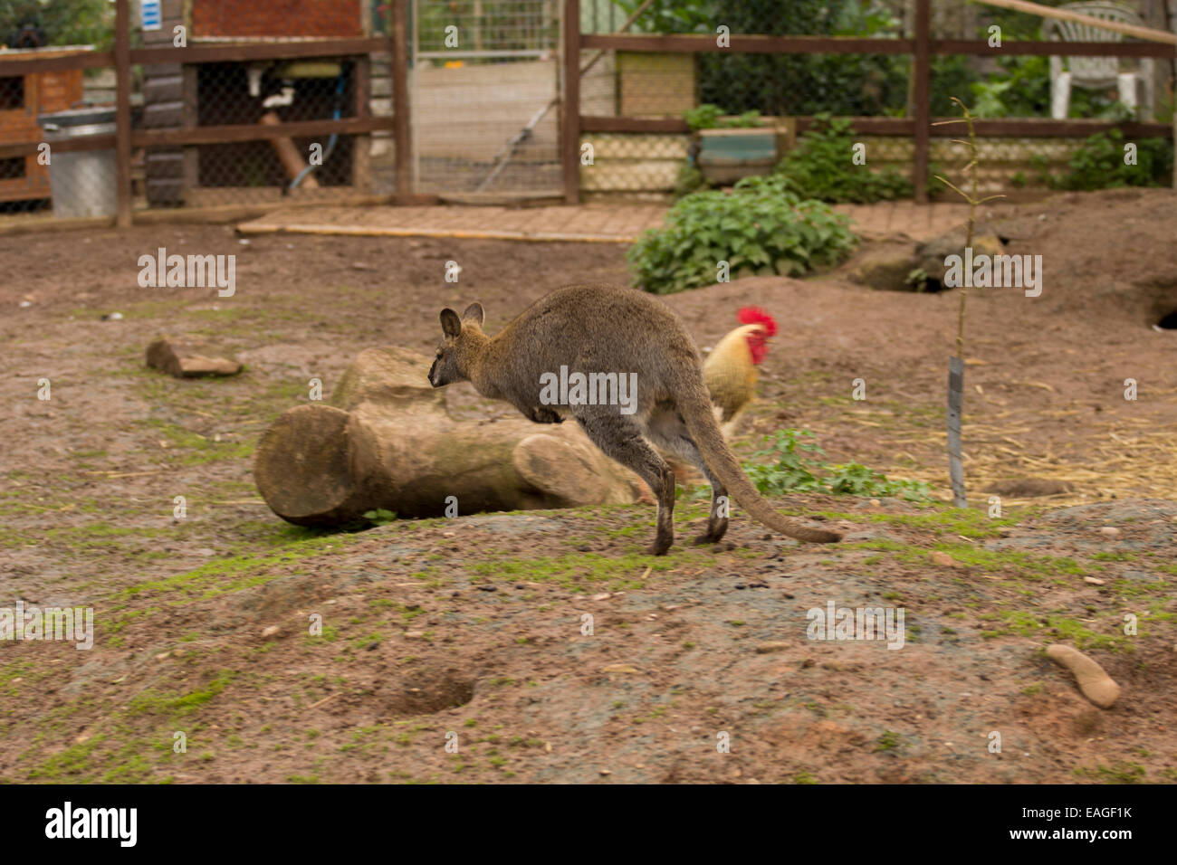 Wallaby Jumping Across Enclosure Stock Photo - Alamy