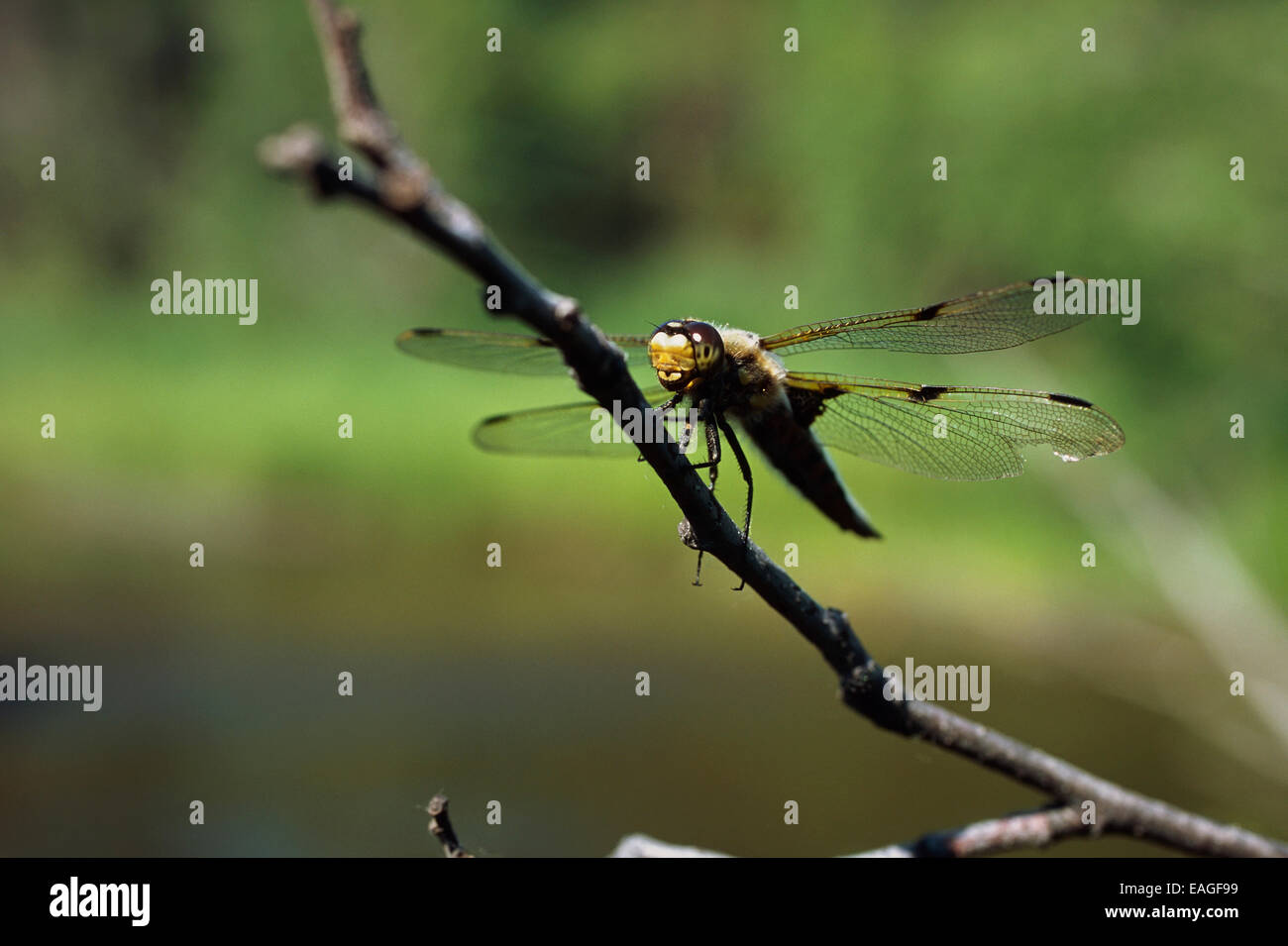 Dragon fly lake hi-res stock photography and images - Alamy