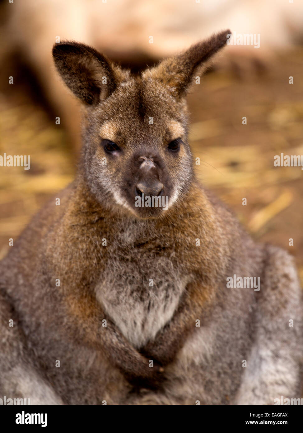 Wallaby sitting cute Stock Photo - Alamy