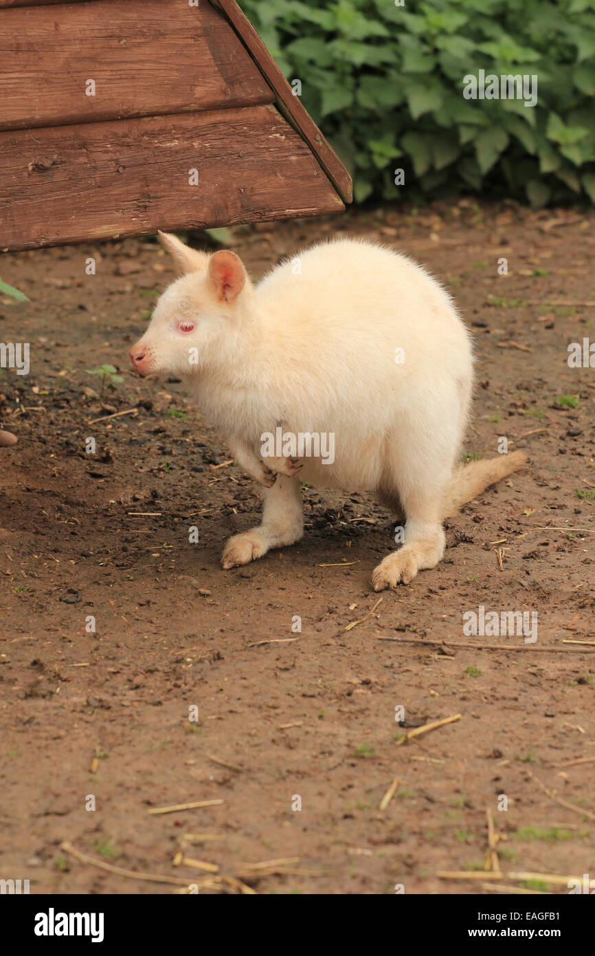 Albino family hi-res stock photography and images - Alamy
